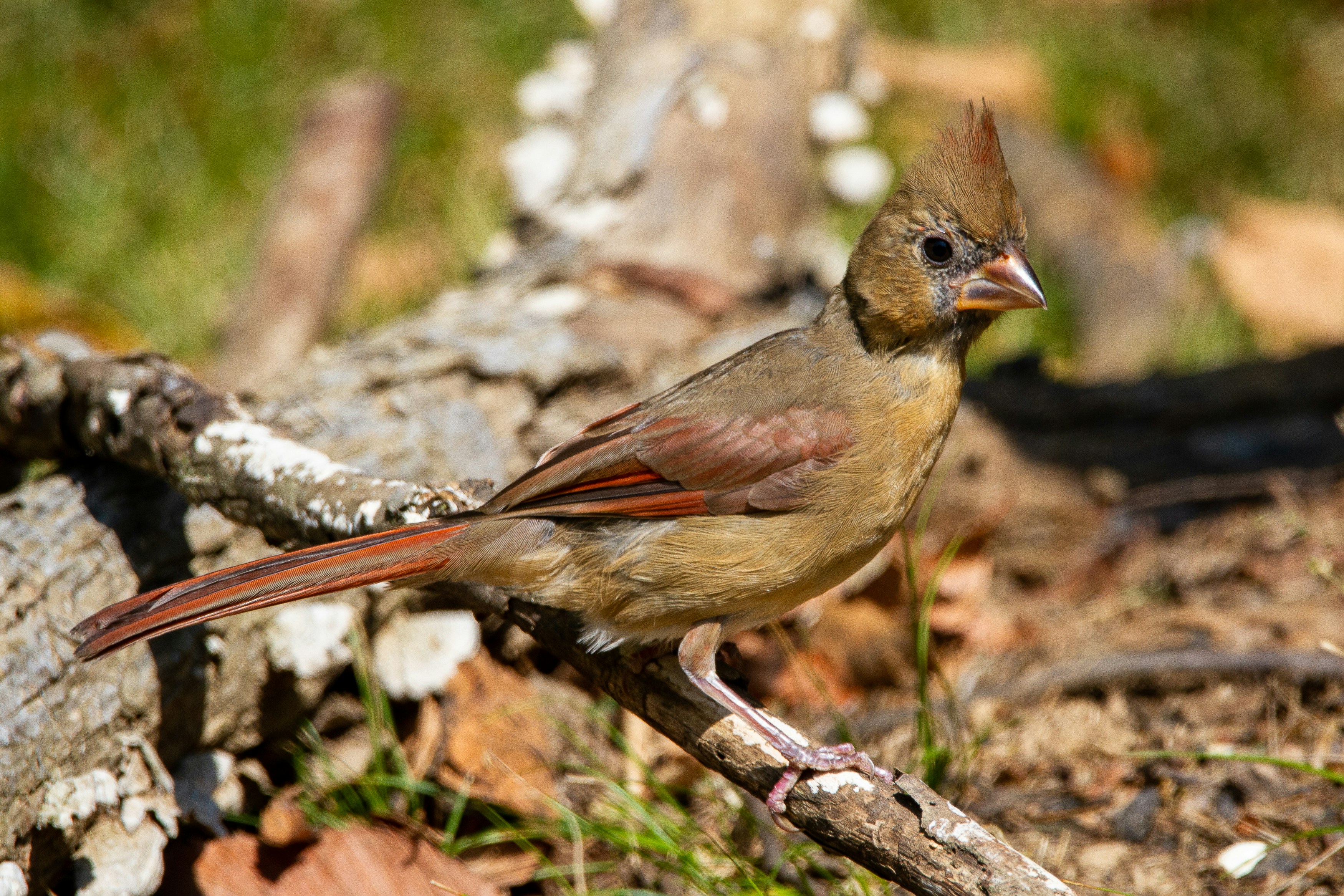 Female northern cardinal perched on a sunlit branch amidst fallen leaves.