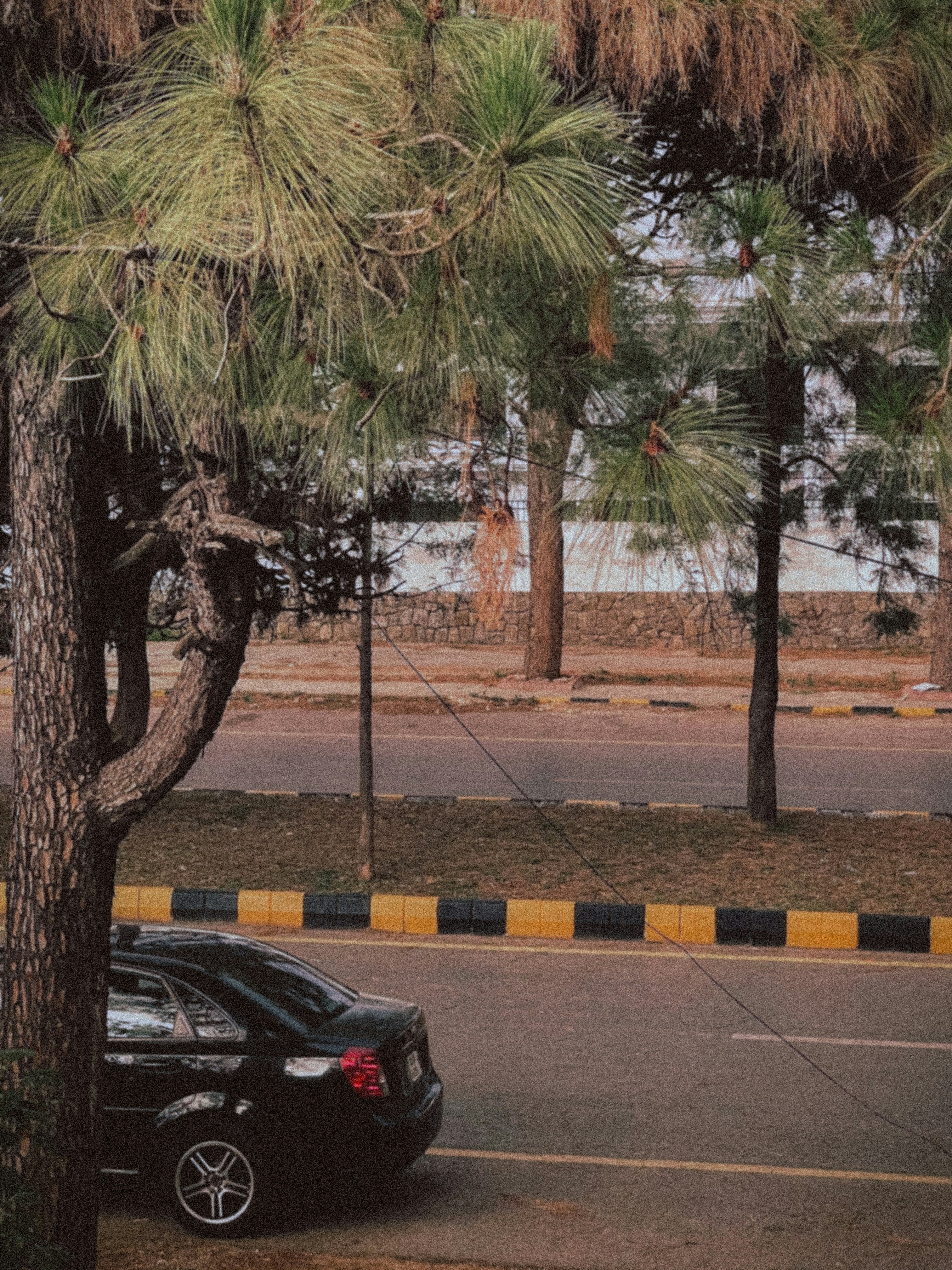 Pine-Canopy Quiet: A Parked Sedan Framed by Curb and Trees