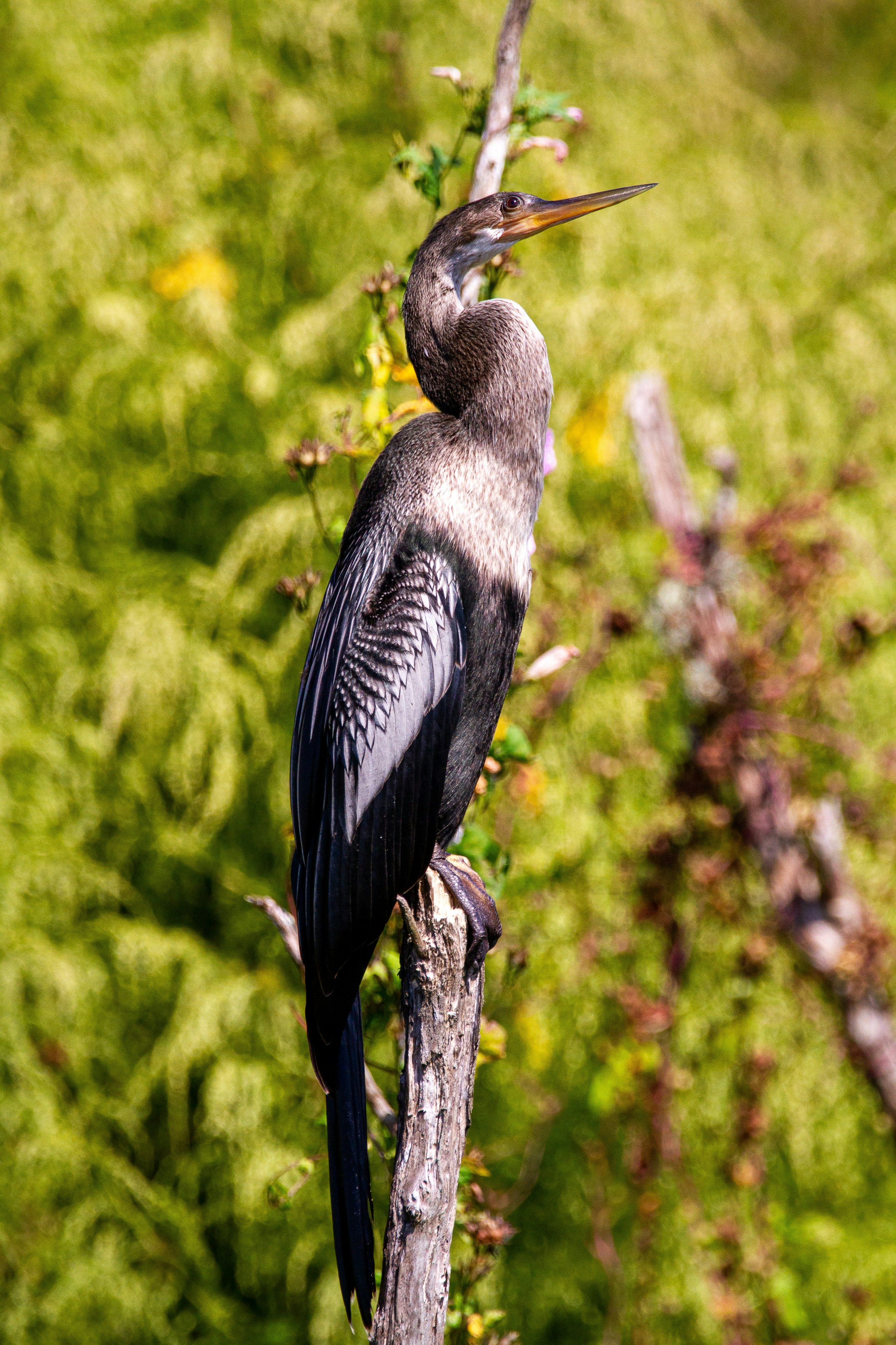 Anhinga perched on a weathered branch, showcasing its intricate feather patterns against a lush green backdrop.
