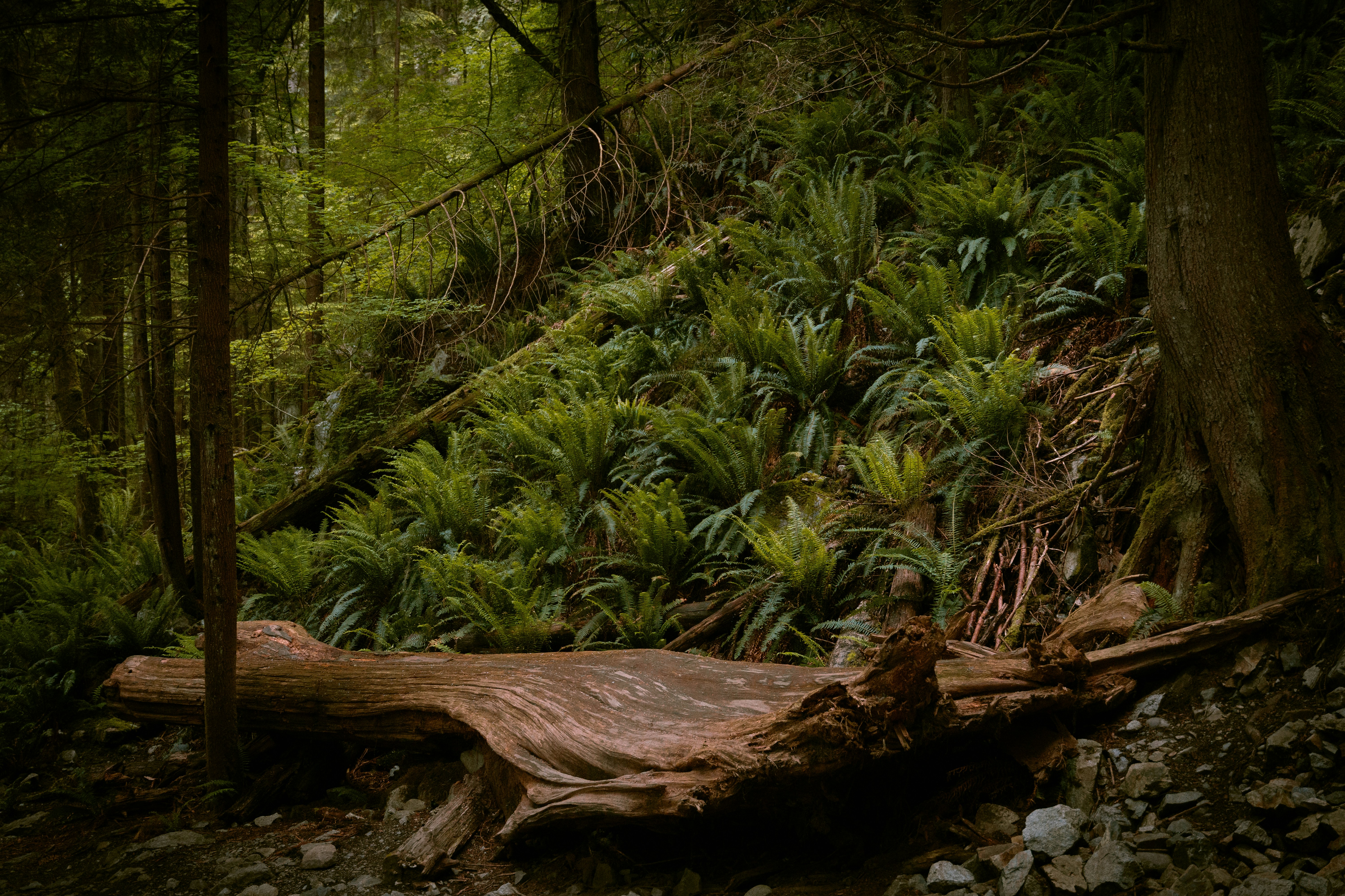 The Fallen Log Crossing: Fern-Guarded Quiet in a Shadowy Forest