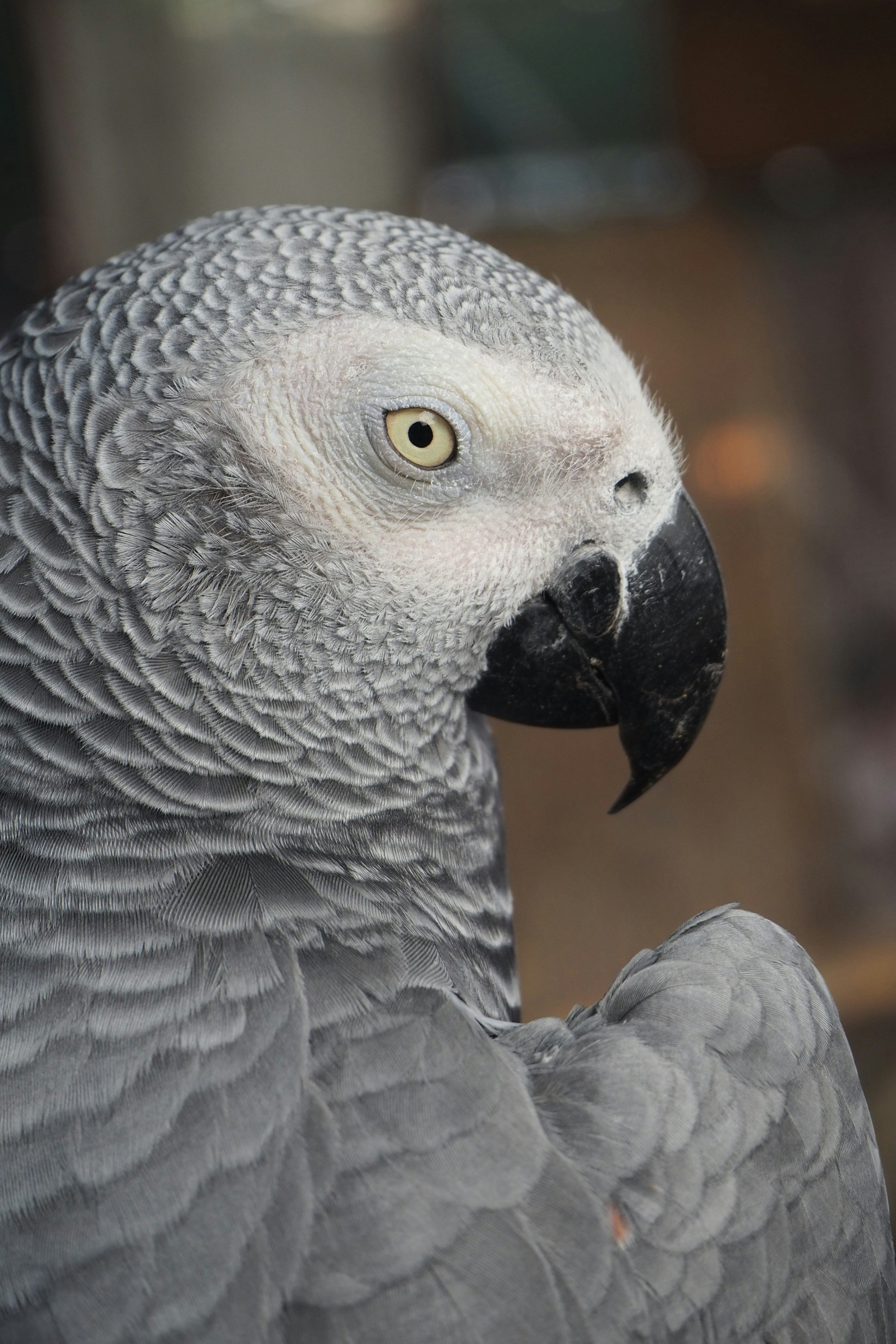 Grey and white bird in close up photography photo – Free Parrot Image ...