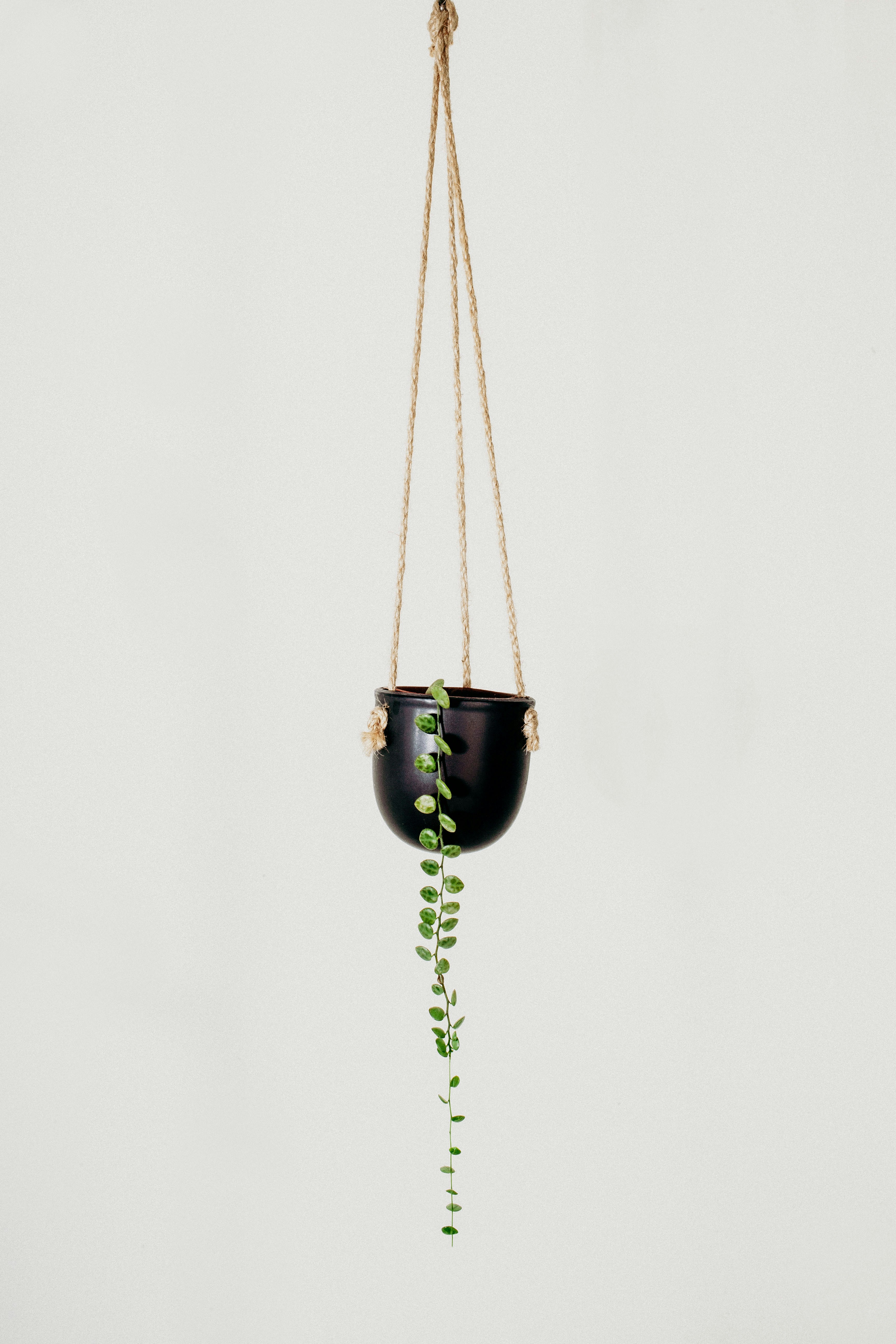 Hanging planter with trailing green vines against a neutral background. The minimalist design highlights the beauty of indoor greenery.