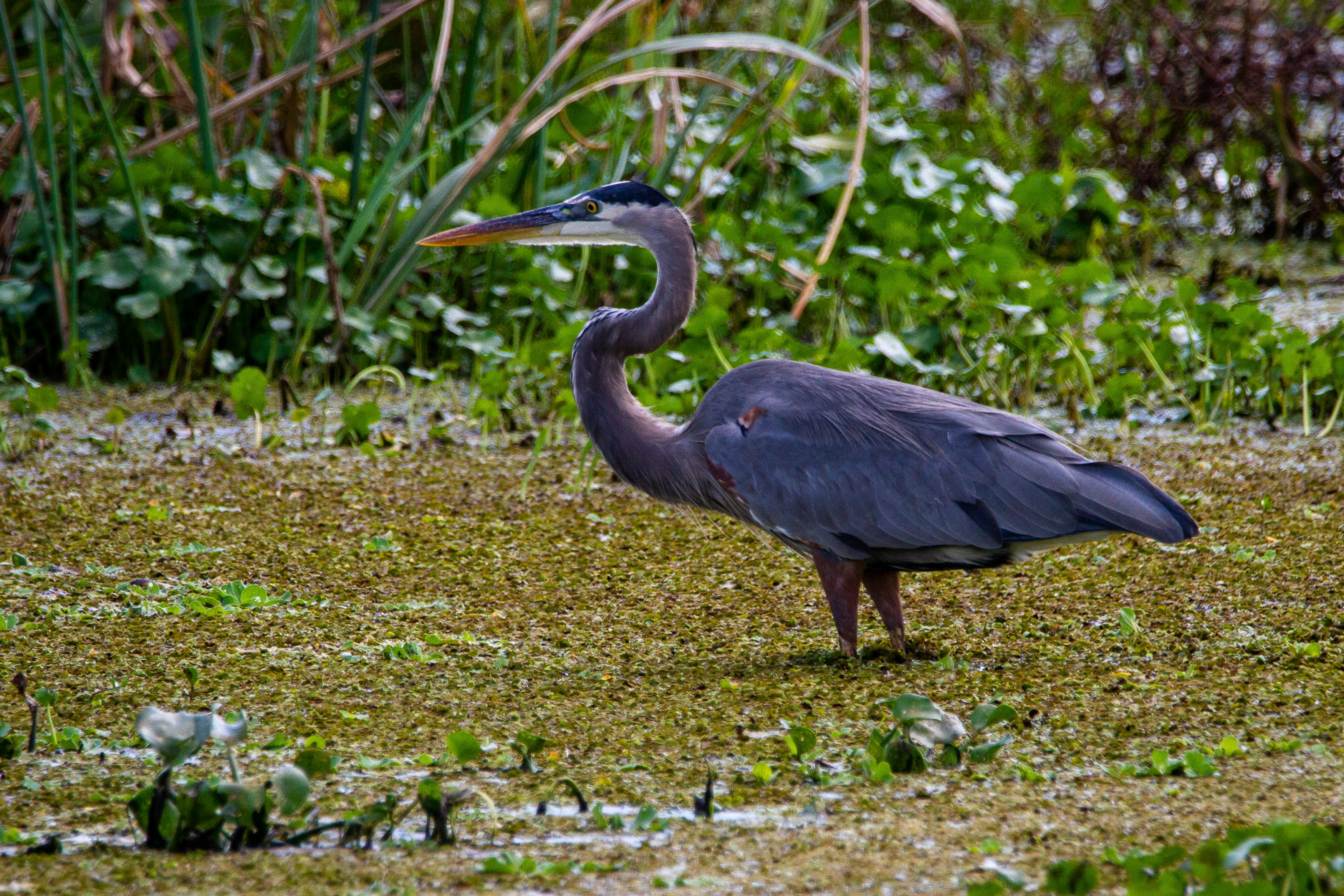 Great blue heron standing in lush marshy grass surrounded by tall reeds.