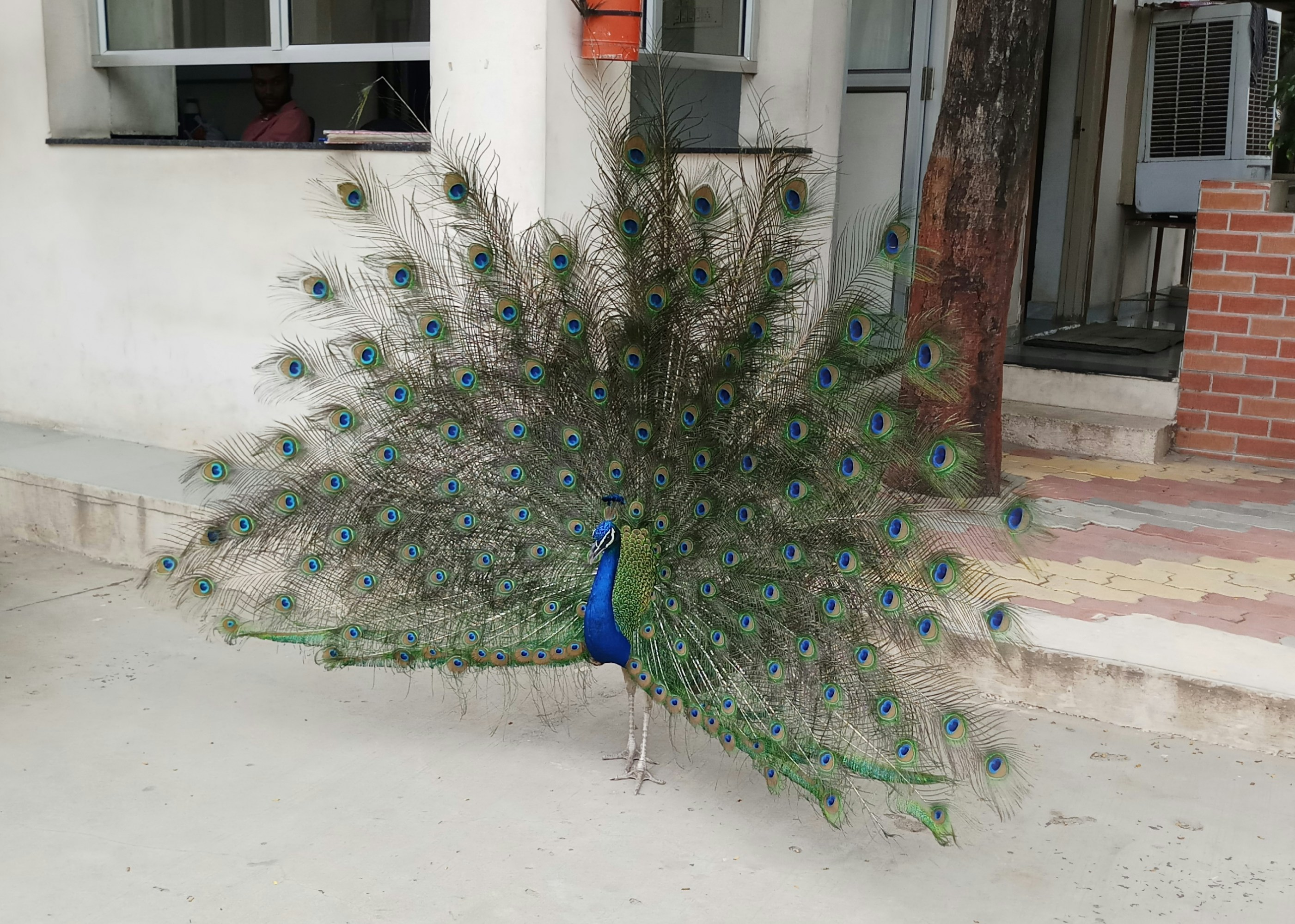 Blue peacock on brown sand during daytime photo – Free Peacock feather ...