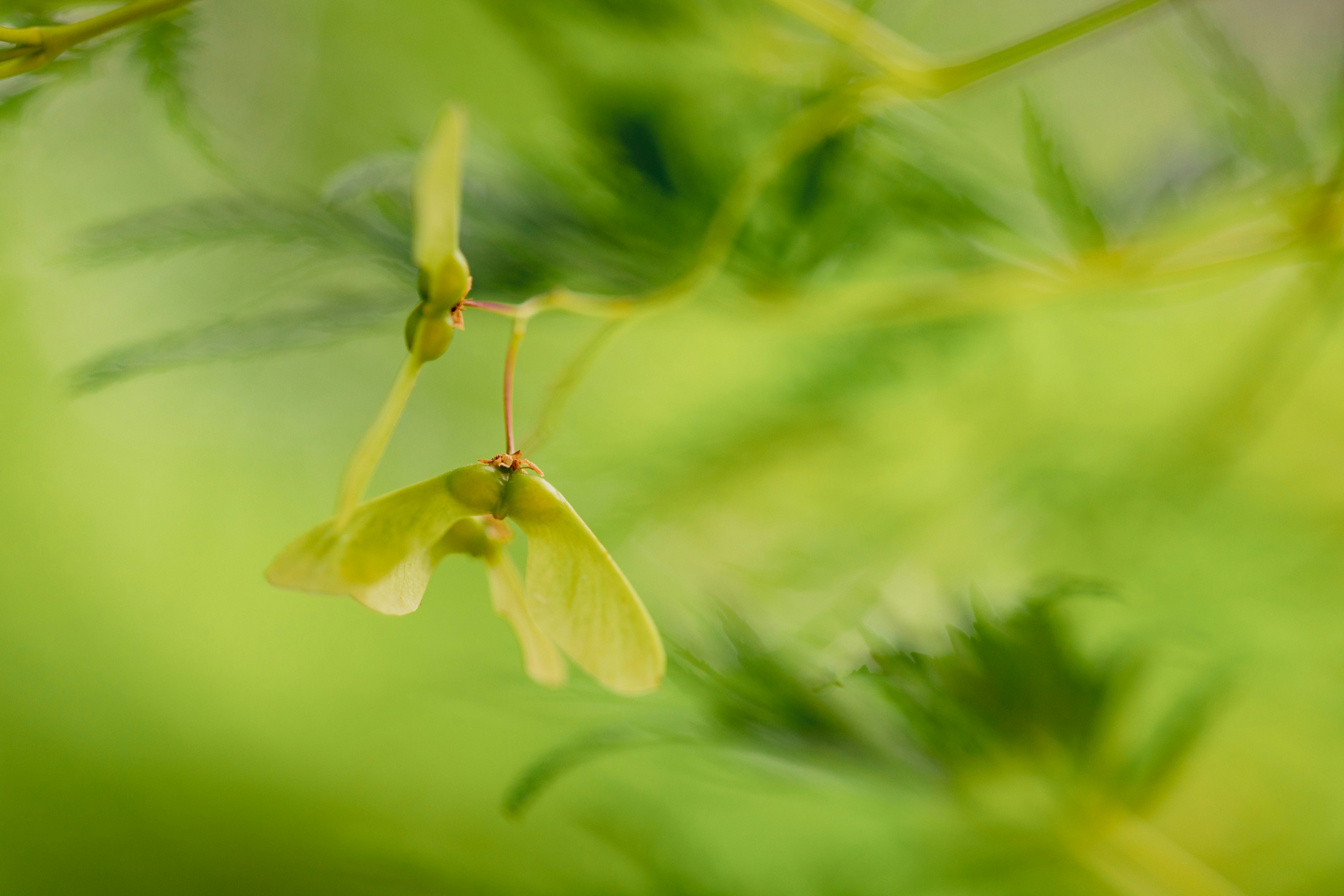 Emerald Moths in a Dreamlike Green Veil