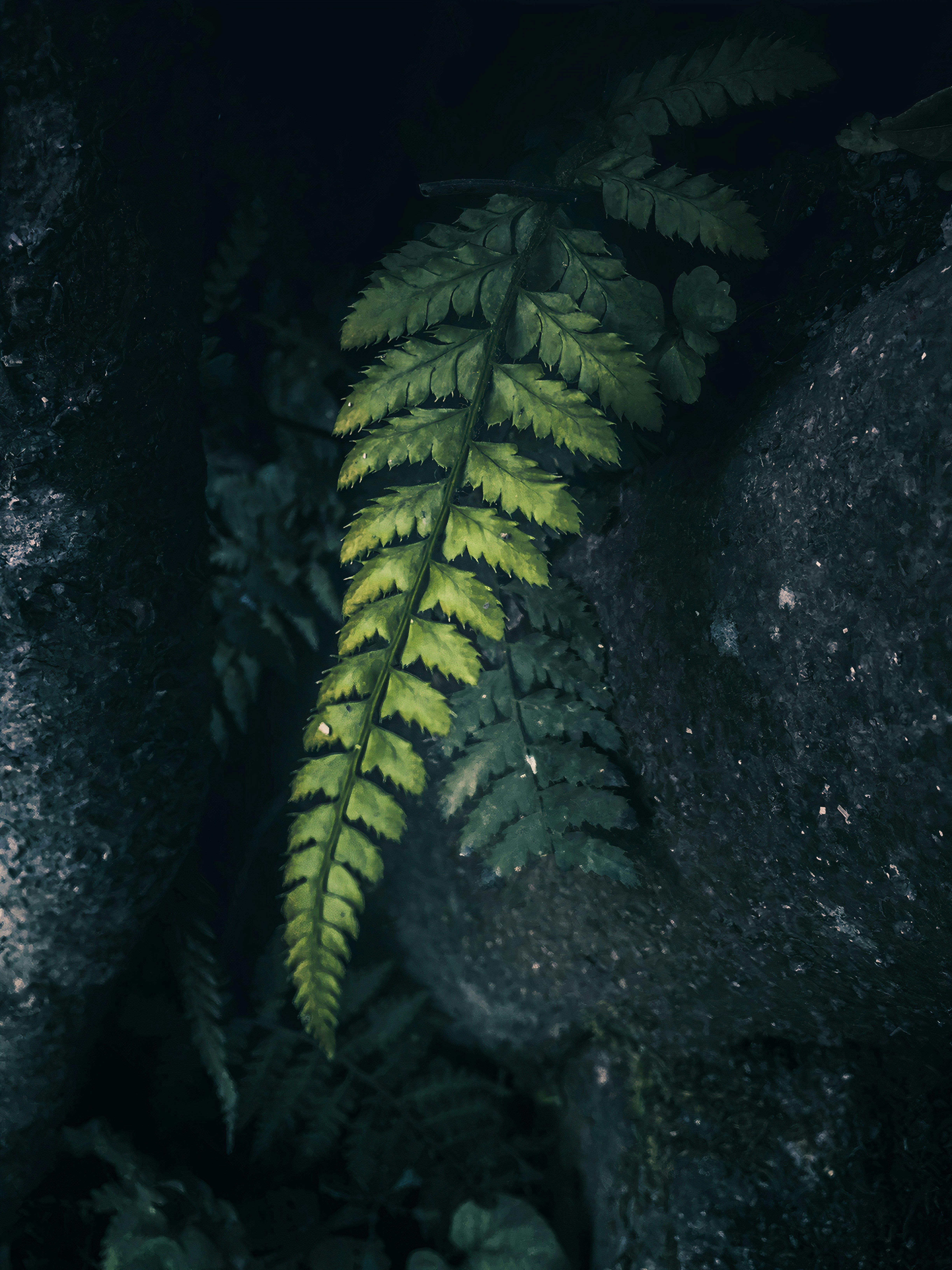 Luminous Fern Frond Between Shadow and Stone