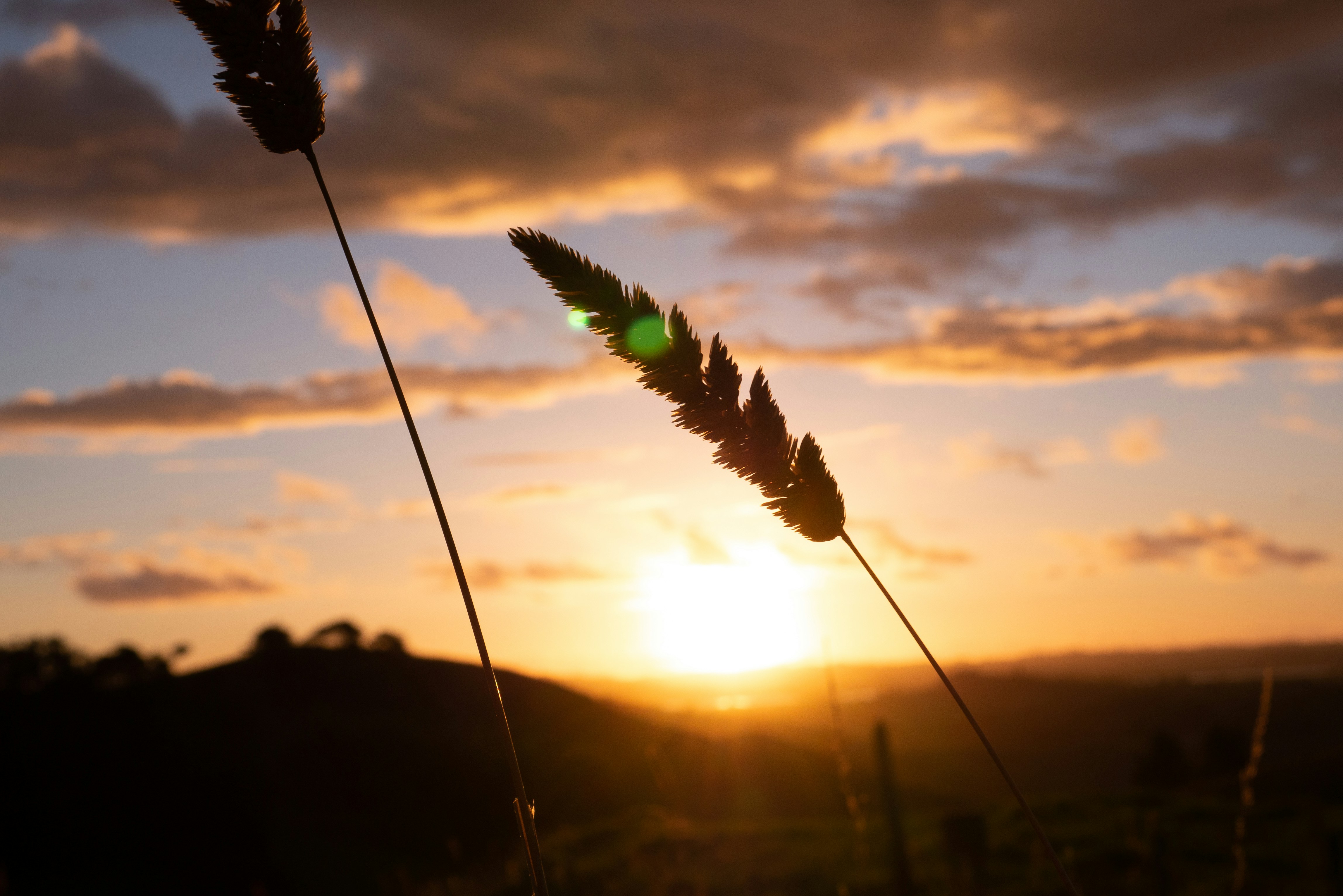 Sunset Between Grasses: A Quiet Meadow in Golden Hour