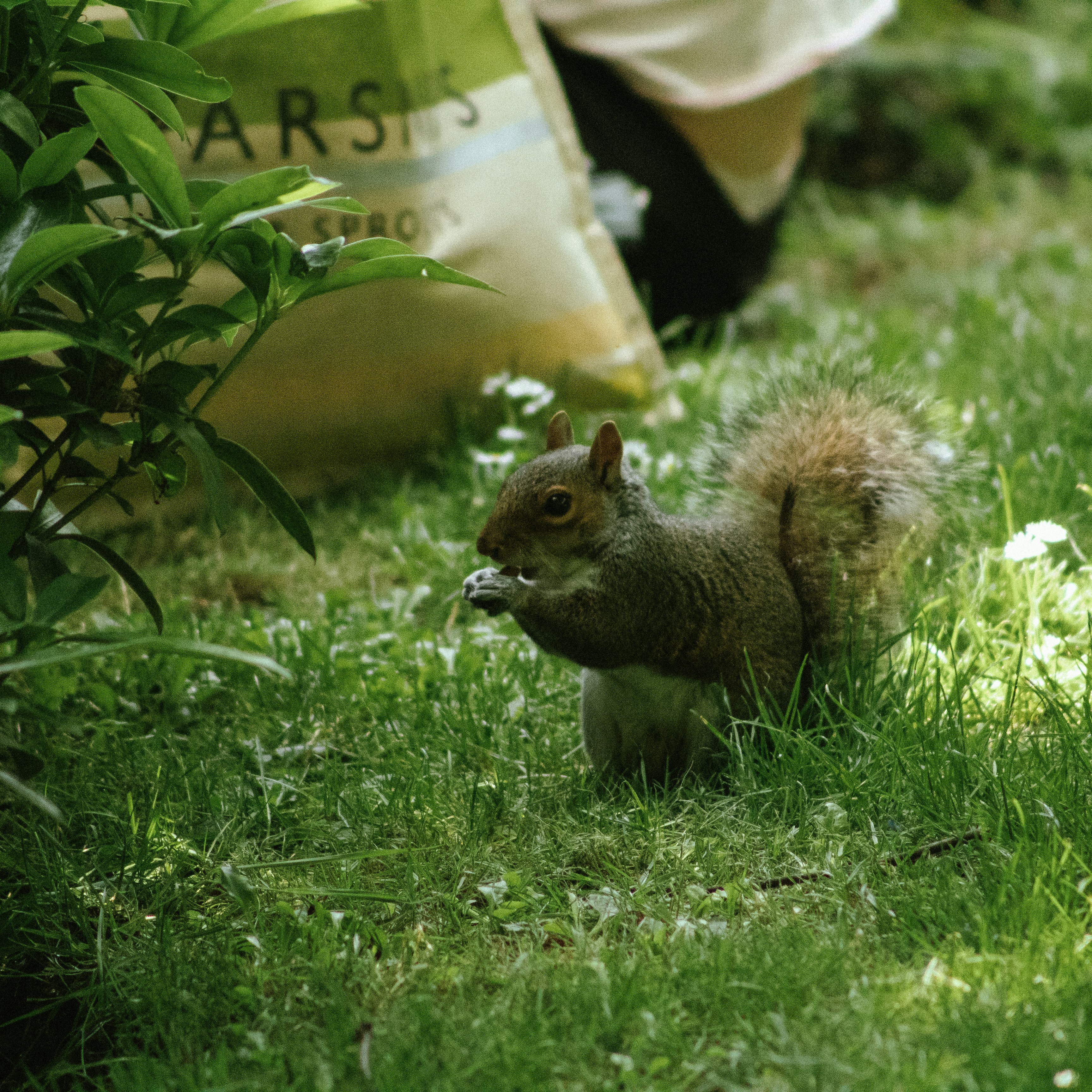Nut-foraging Squirrel Beneath a Backyard Foliage