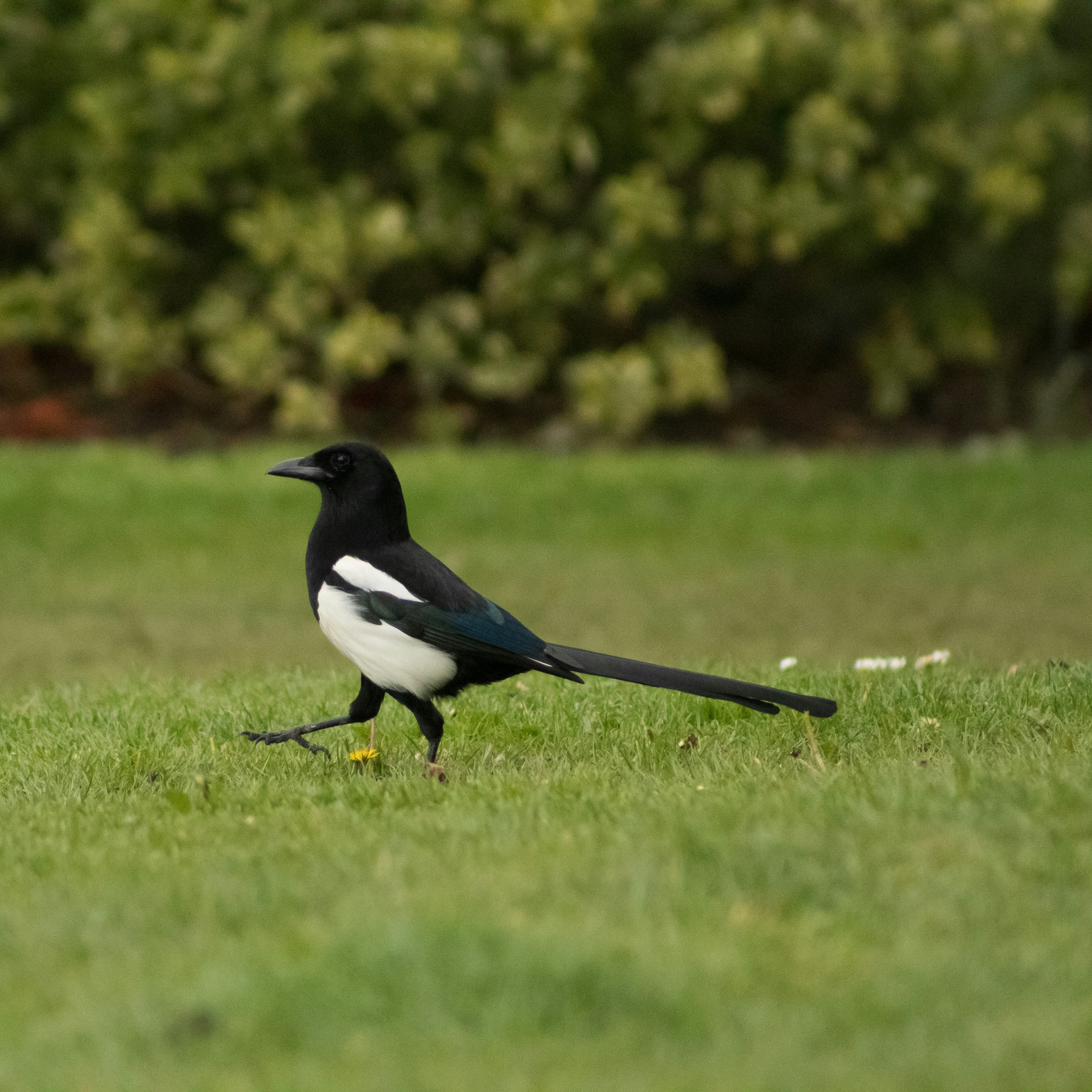 A magpie gracefully walking across a lush green lawn, showcasing its striking black and white plumage against a blurred backdrop of foliage.