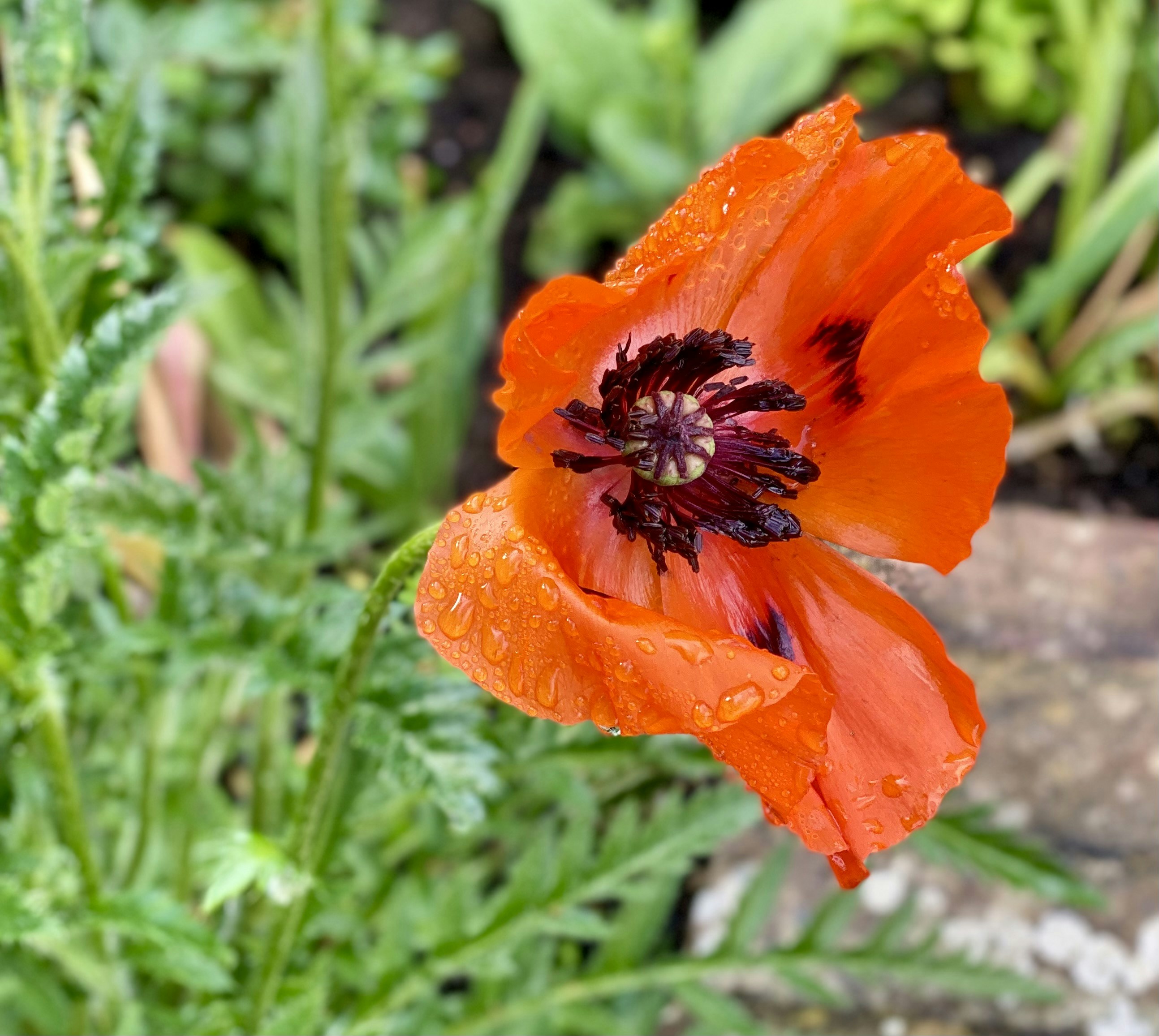 Crimson Poppy at the Garden's Edge: Dew-Kissed Petals in Bright Daylight