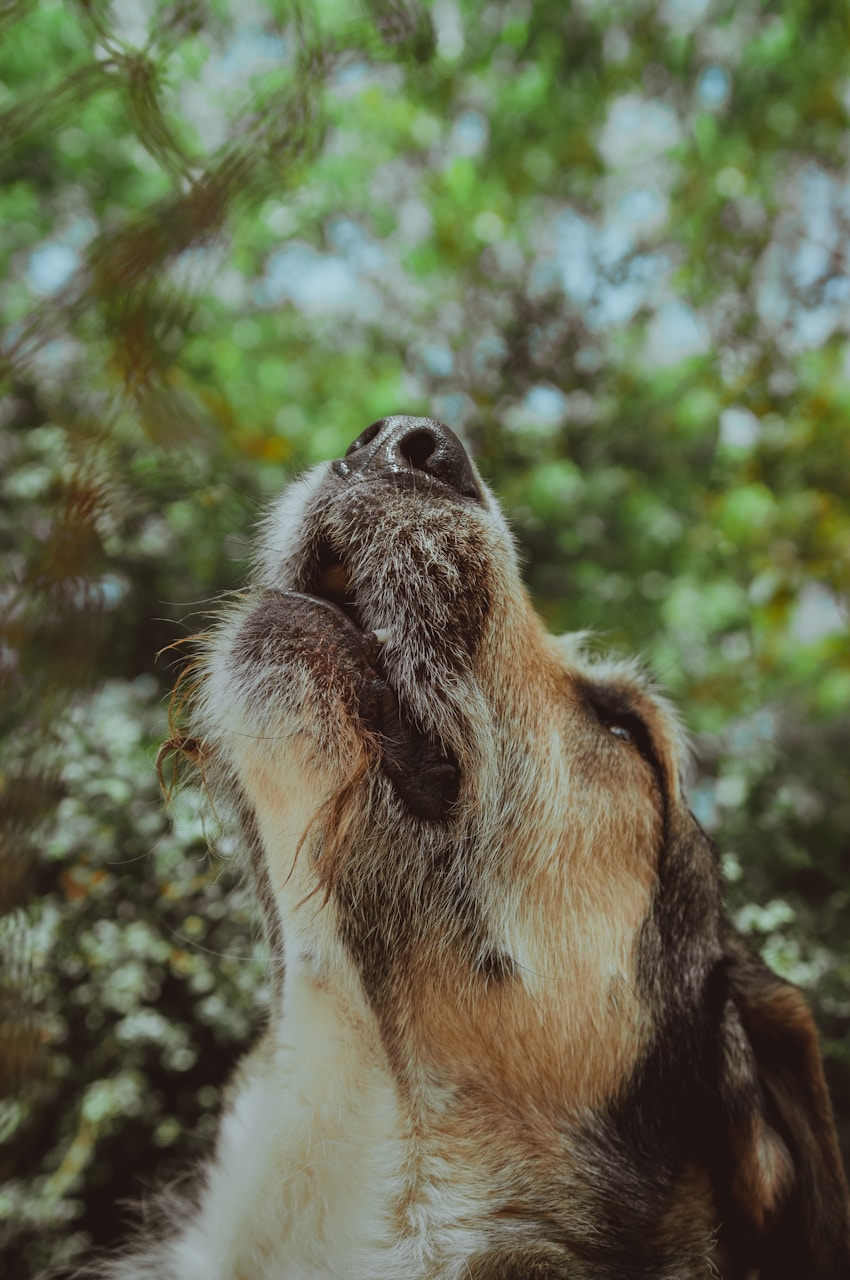 நாய்களின் செயல்களில் உள்ள சகுன பலன்கள் என்னென்ன