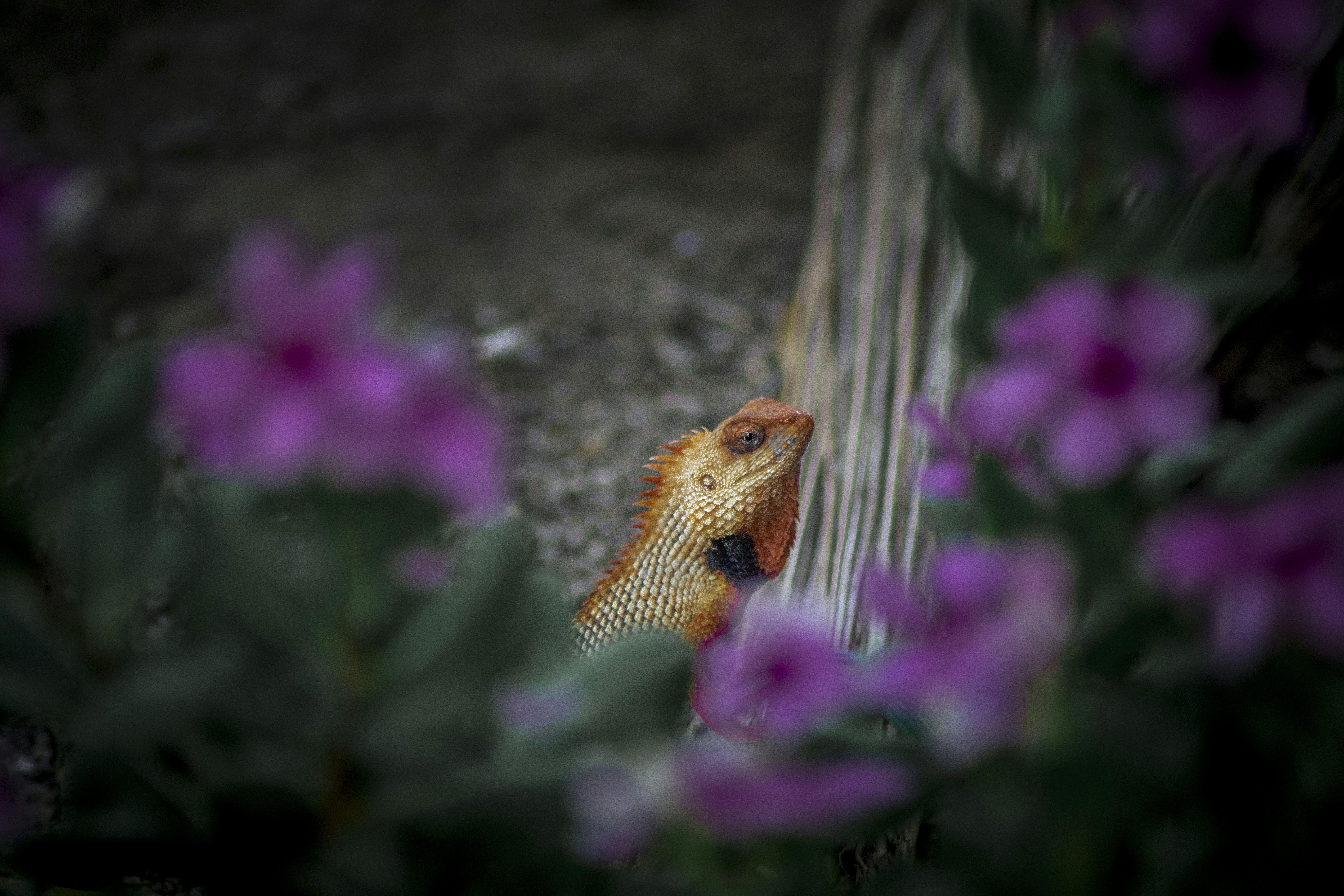 Tiny Guardian on a Garden Fence, Framed by Violet Blooms