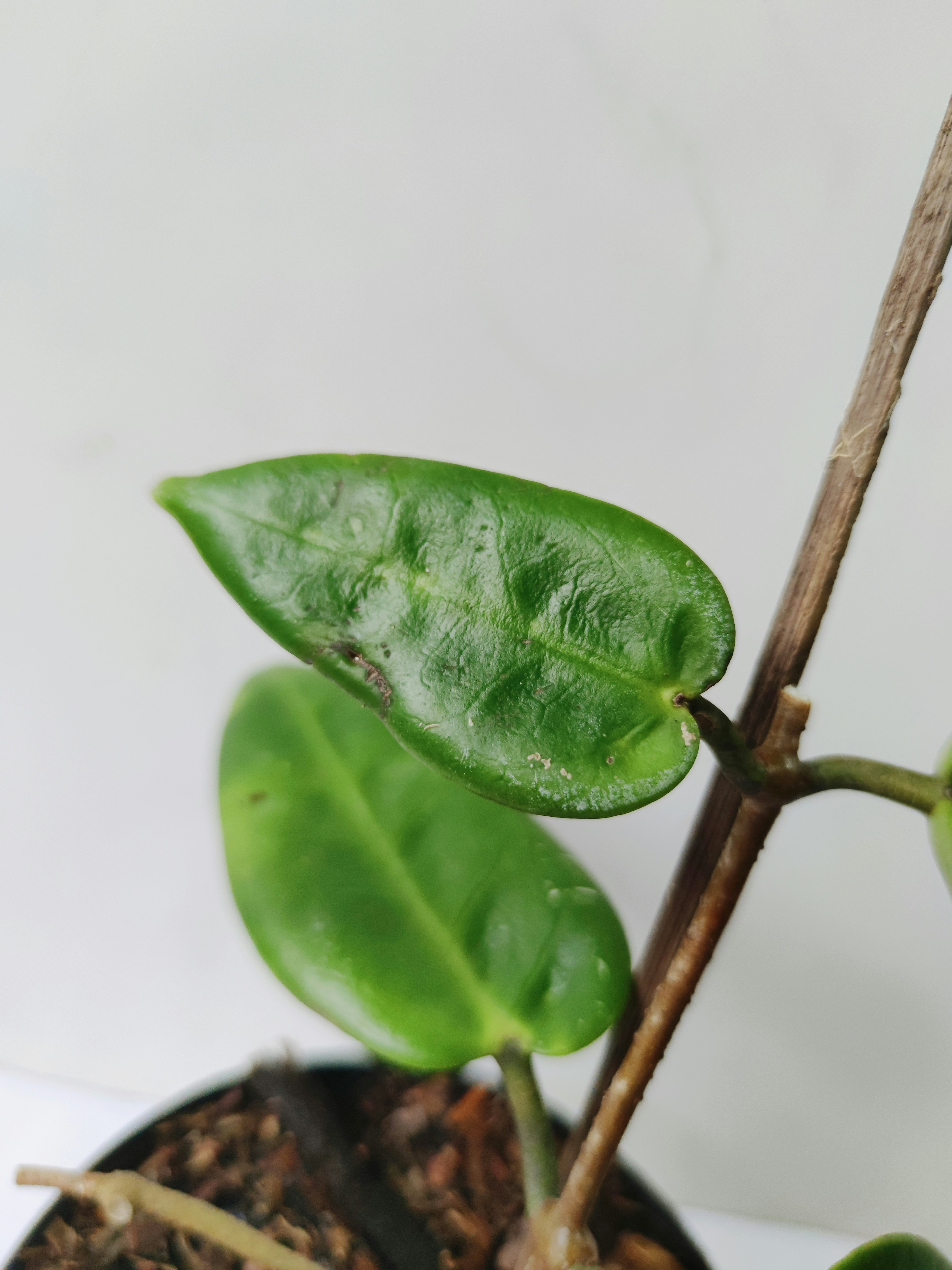 Sample photo from Xiaomi Mi 10T Pro