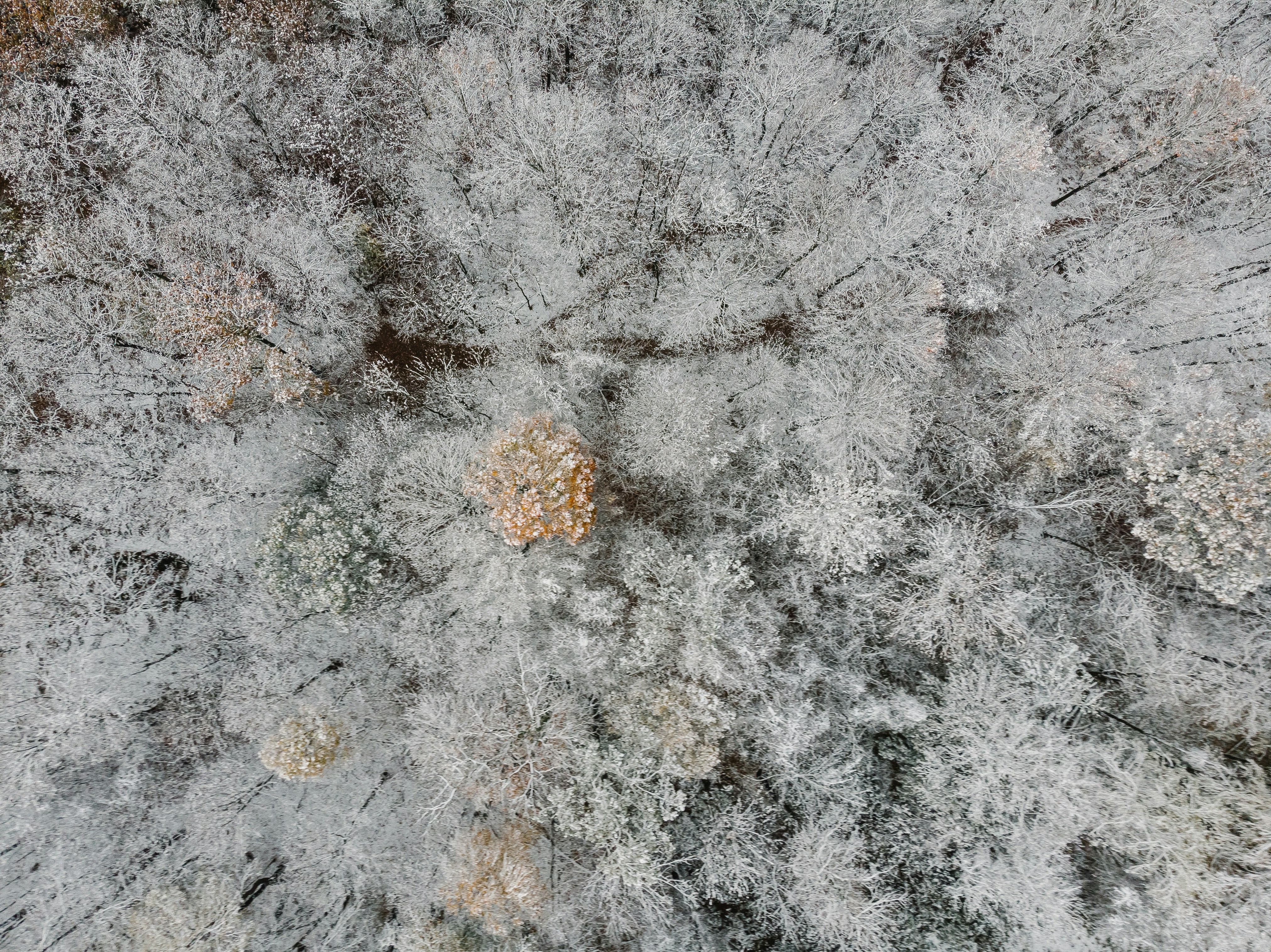 Aerial view of snow-laden tree branches forming a textured canopy.