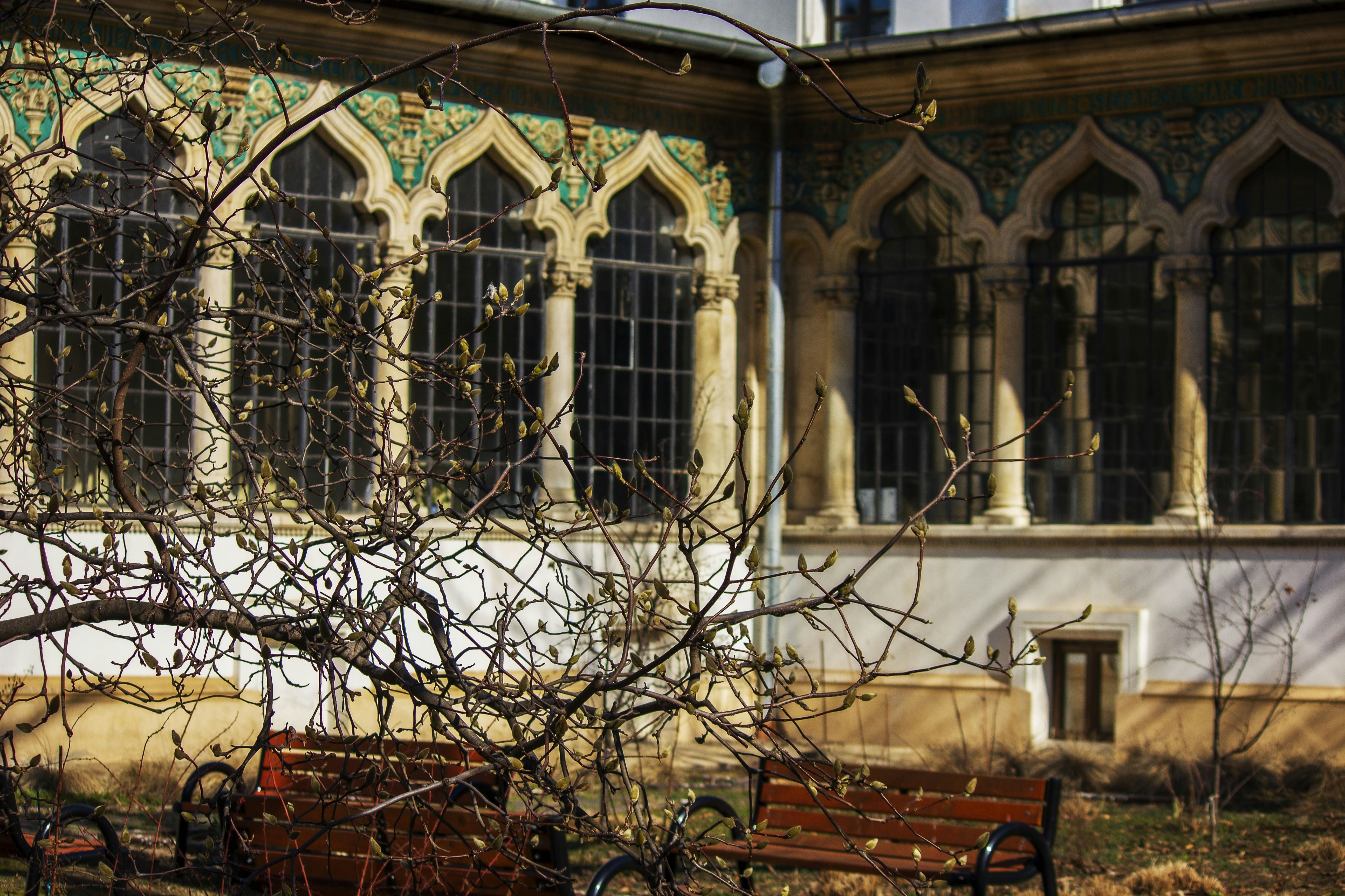 Gothic-style windows and bare branches frame a tranquil courtyard with benches.