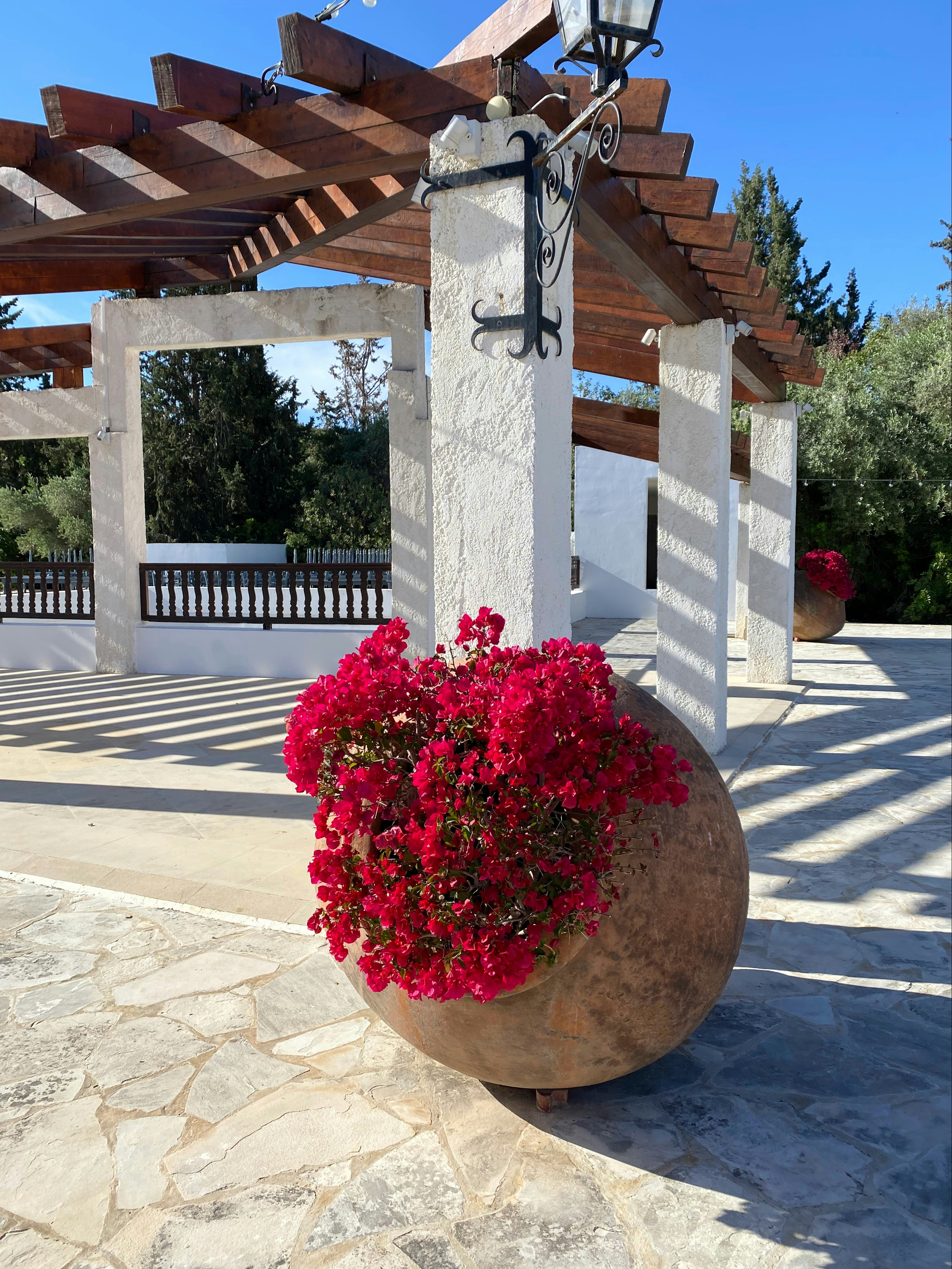 Vibrant bougainvillea blooms in a unique spherical planter, framed by a sunlit architectural setting. Shadows dance across the stone surface.