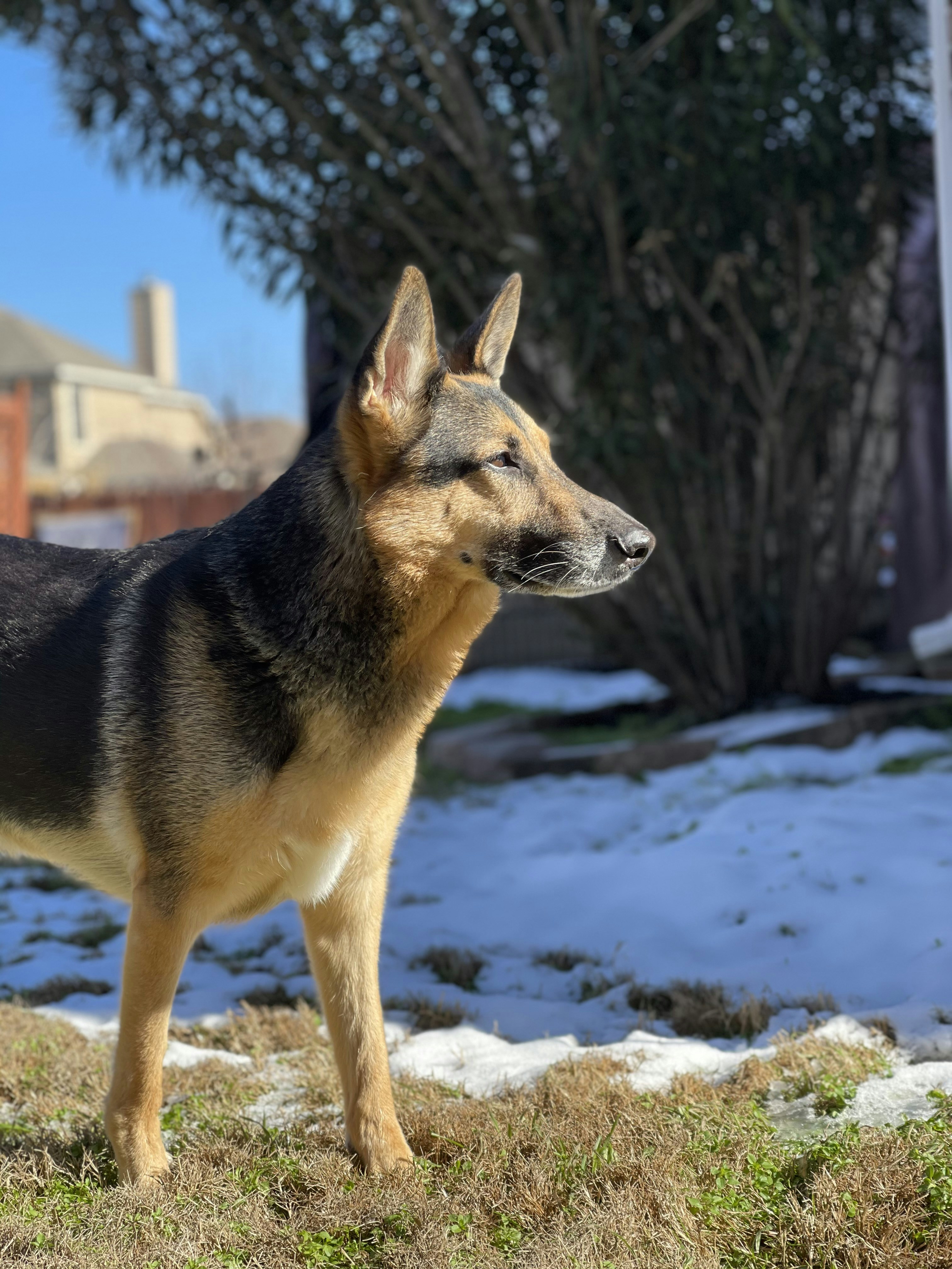 Black German Shepherd Coyote Mix