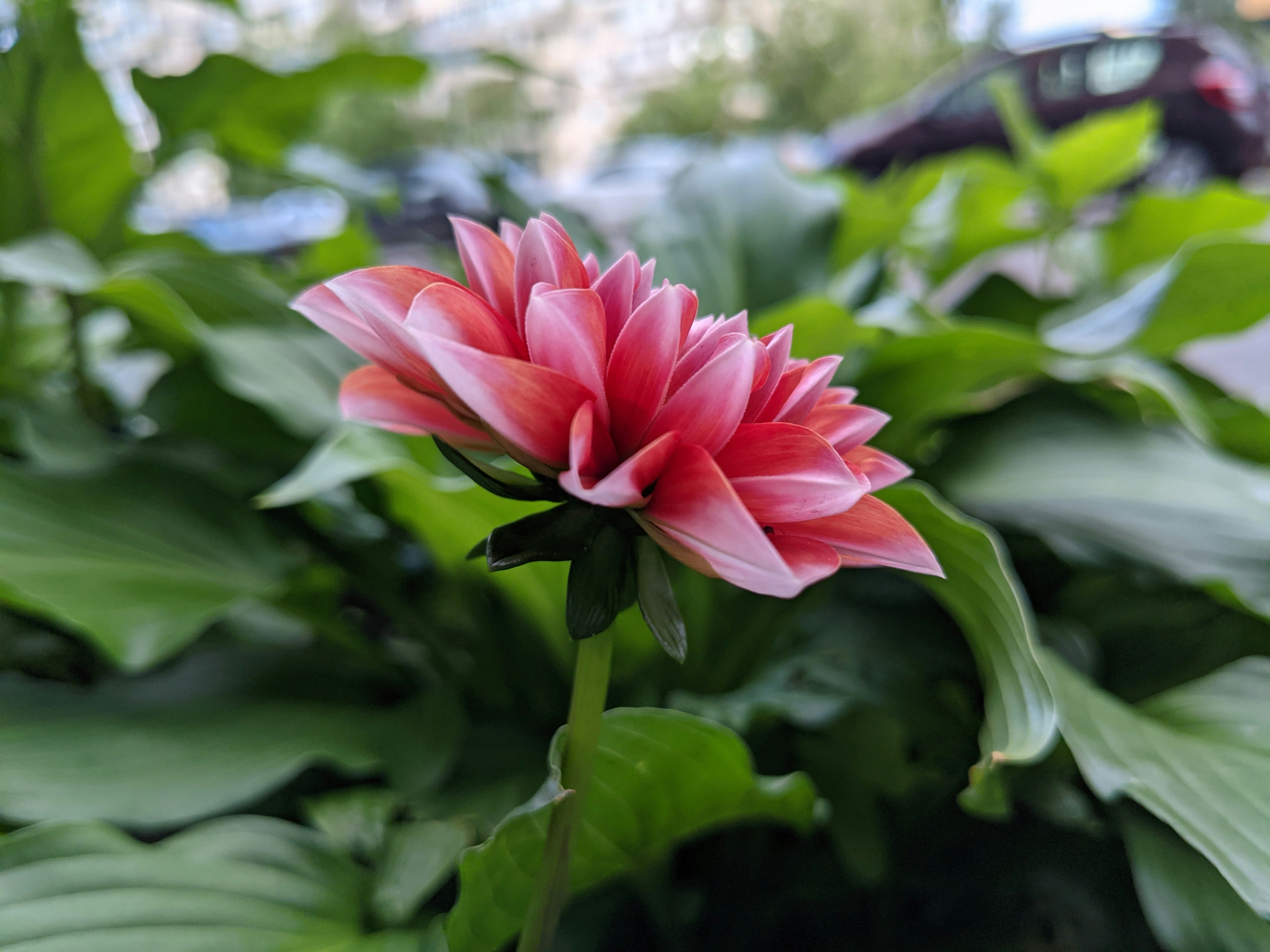 Petal Prism: Pink Dahlia Anchored by Quiet Green