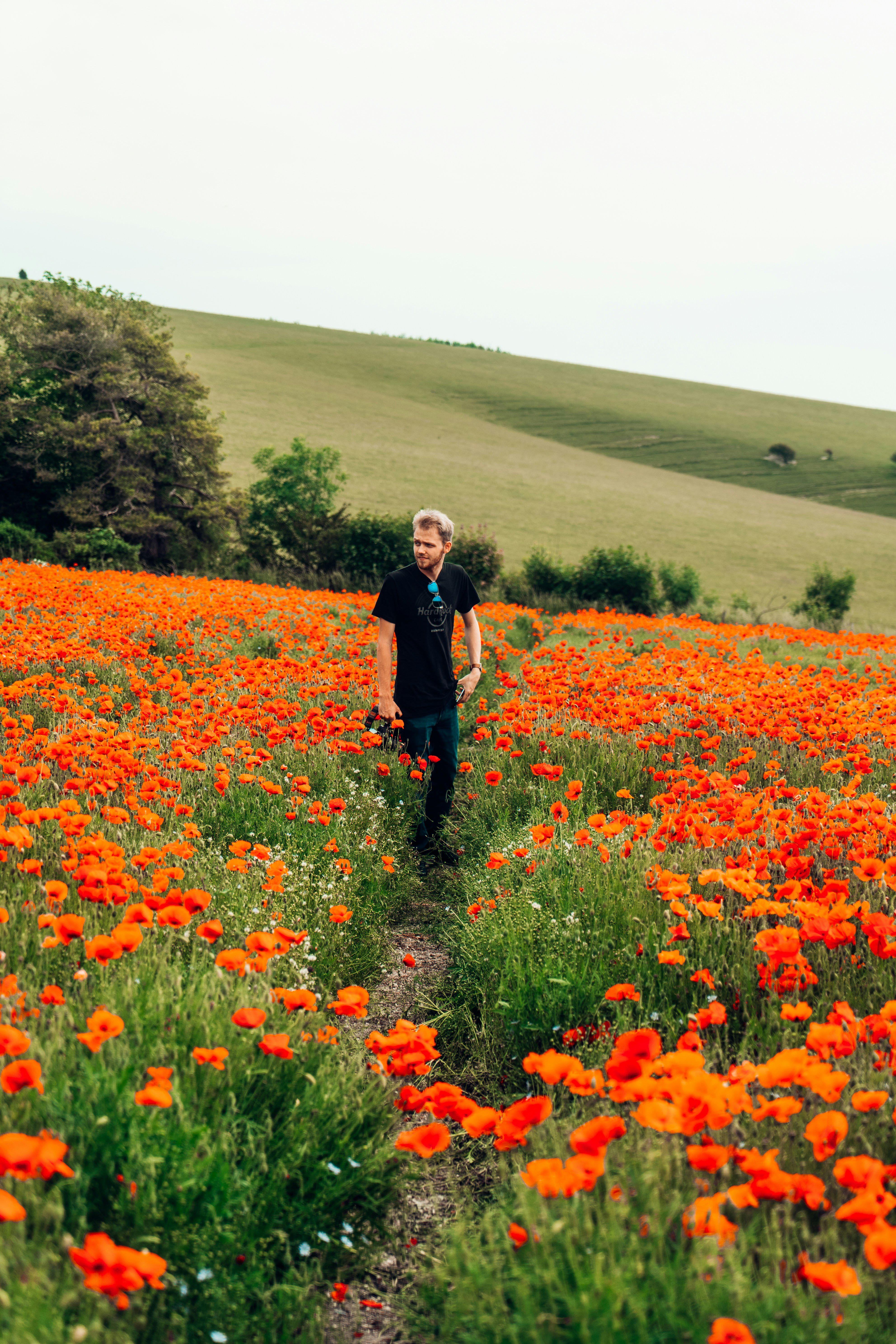 Lone Wanderer Among a Sea of Orange Poppies