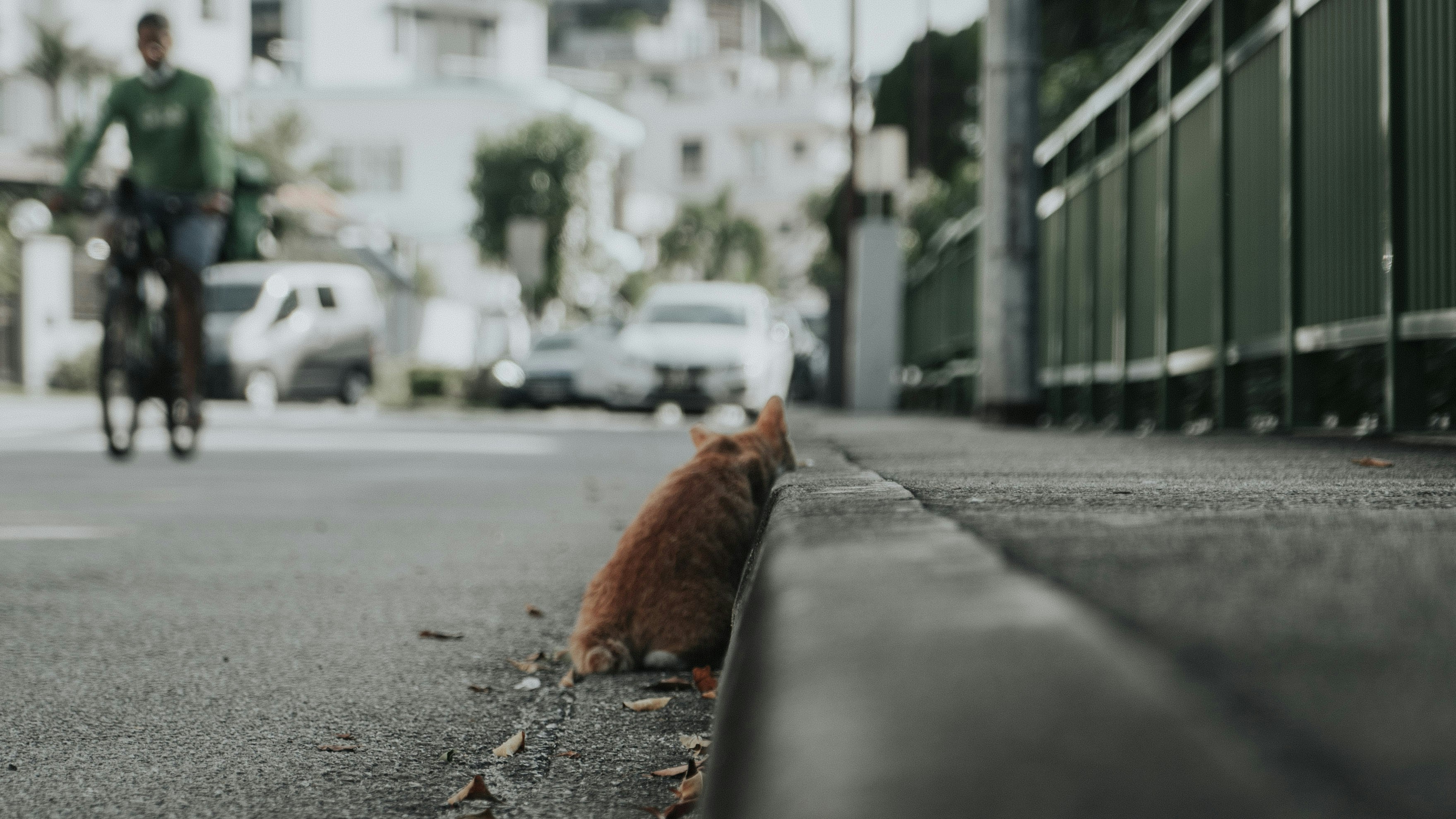 orange tabby cat on gray concrete road during daytime