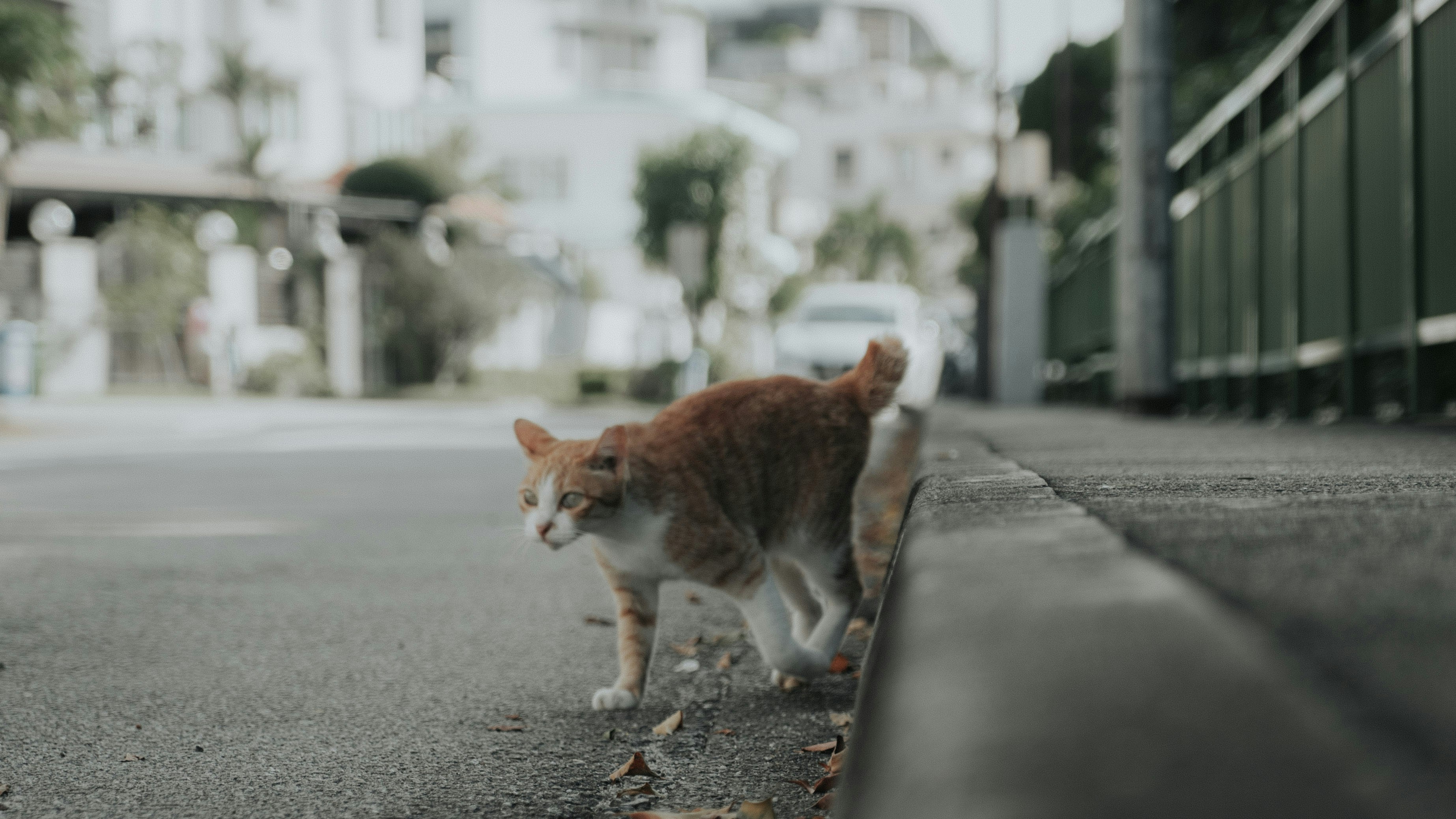 Ginger Street Wanderer: A Cat Navigates the Curb in Quiet Urban Light