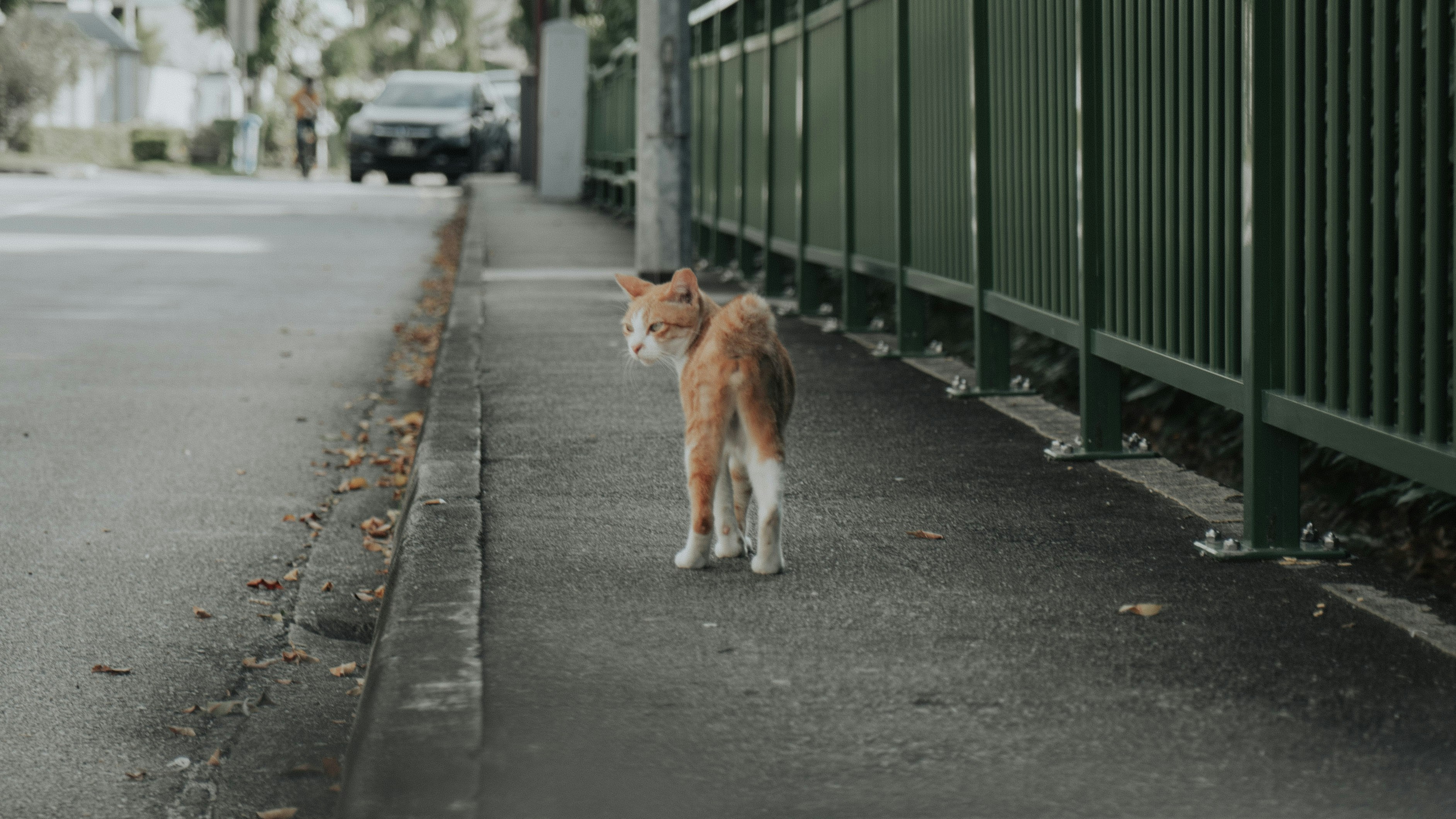 Quiet Street Sentinel: Ginger Cat on a Sidewalk