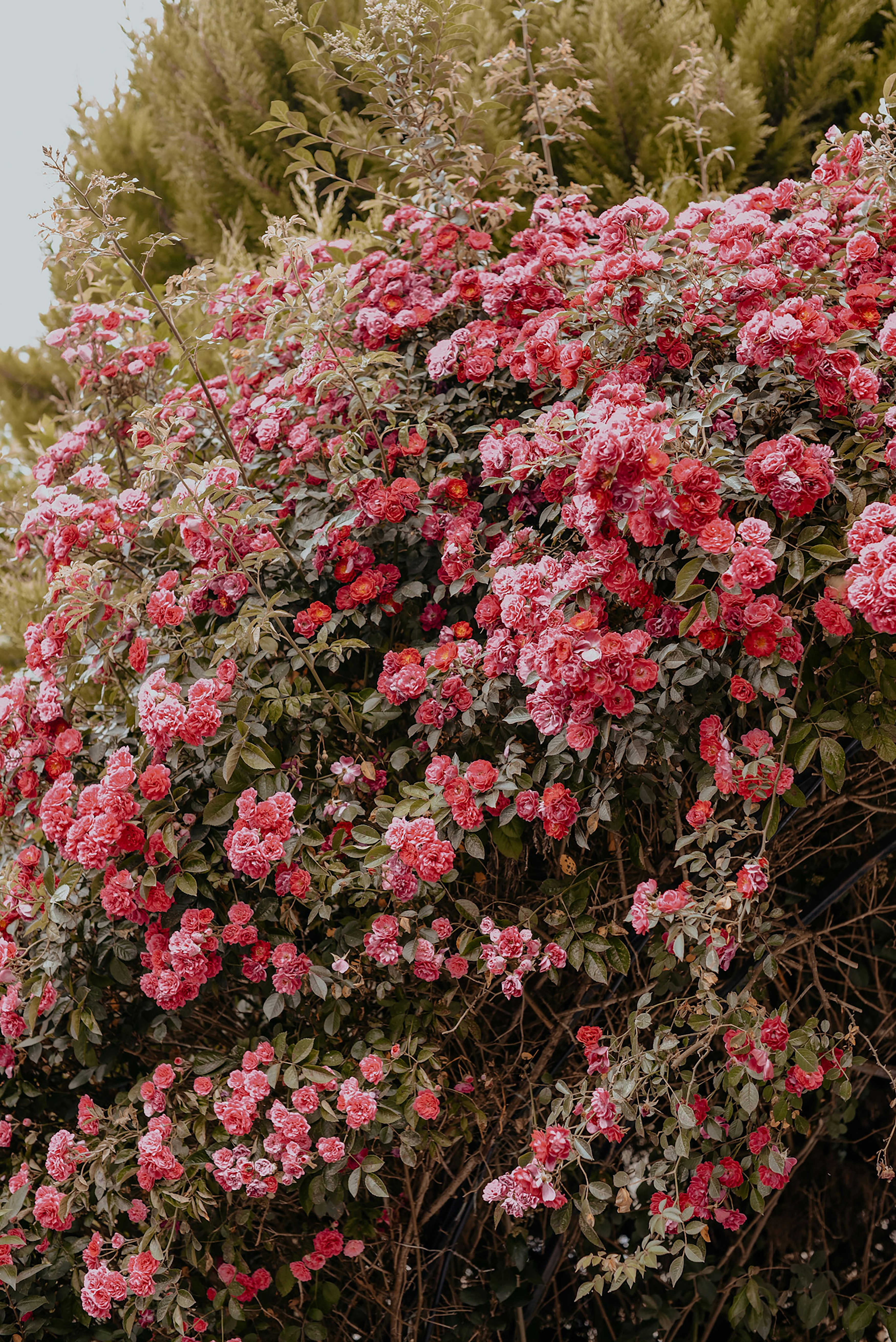 Dense cluster of vibrant pink roses cascading over lush green foliage.
