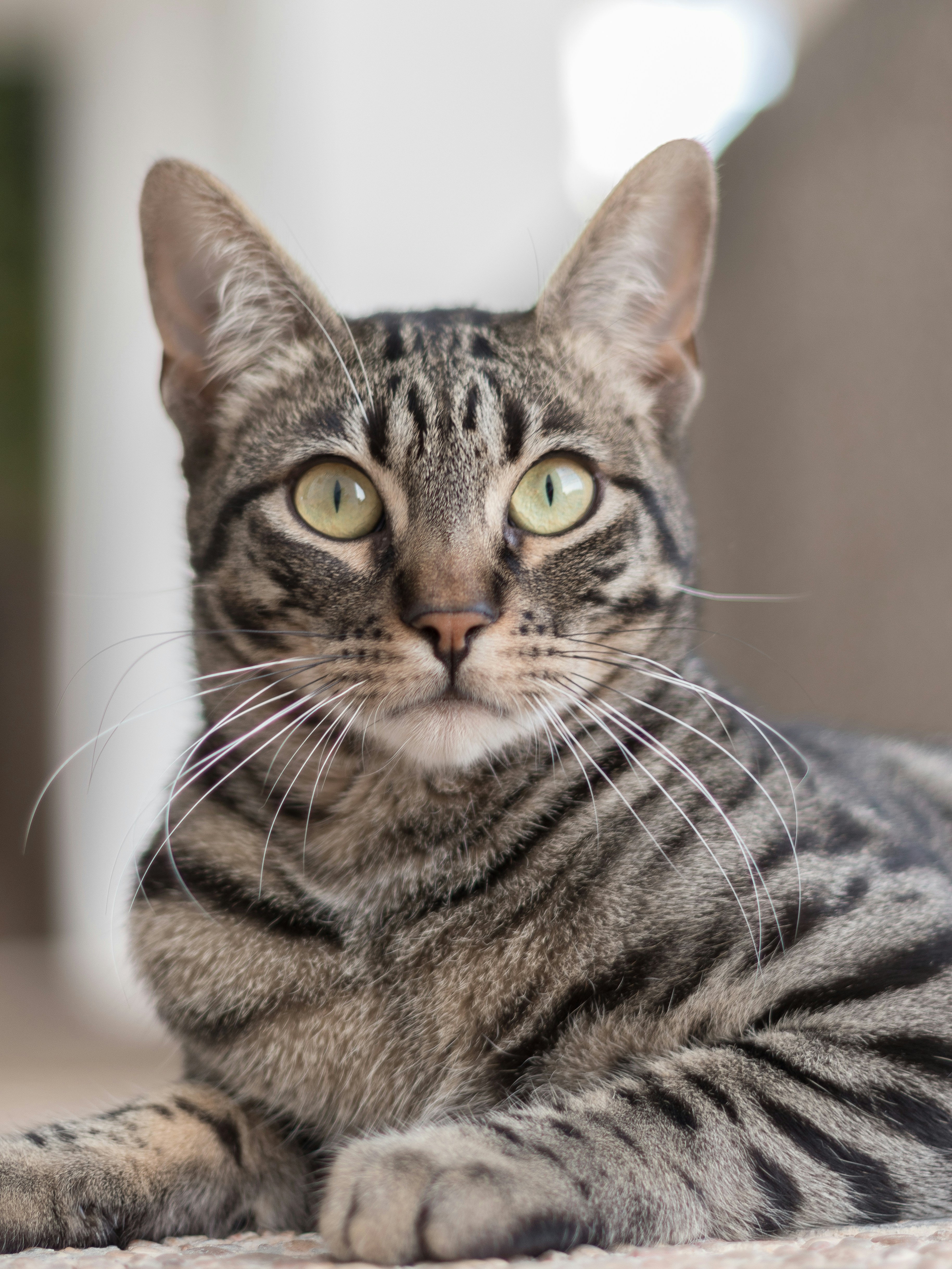 Brown tabby cat in tilt shift lens photo – Free Cat Image on Unsplash