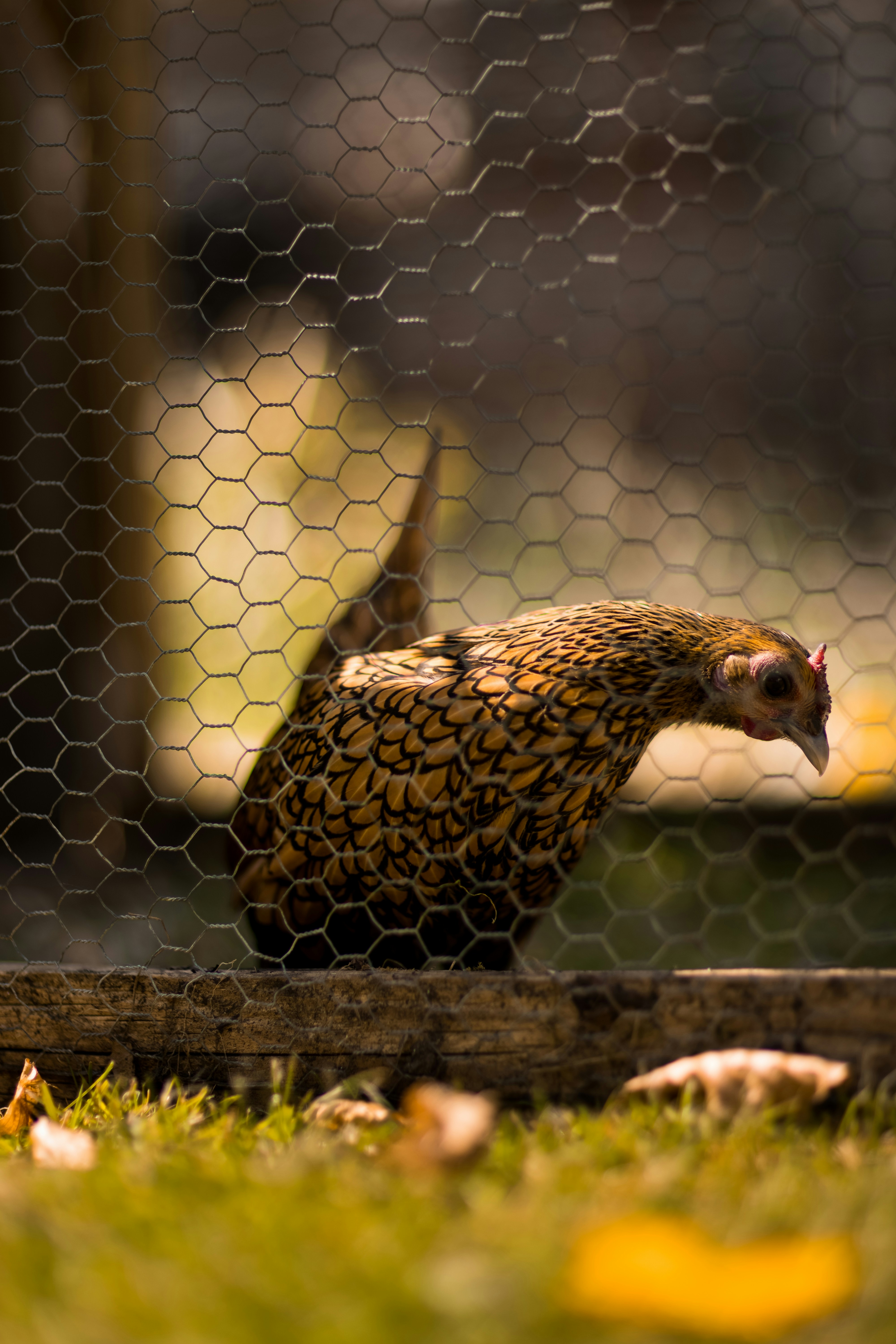 Through the Hex: A Speckled Hen Emerges Behind Garden Mesh