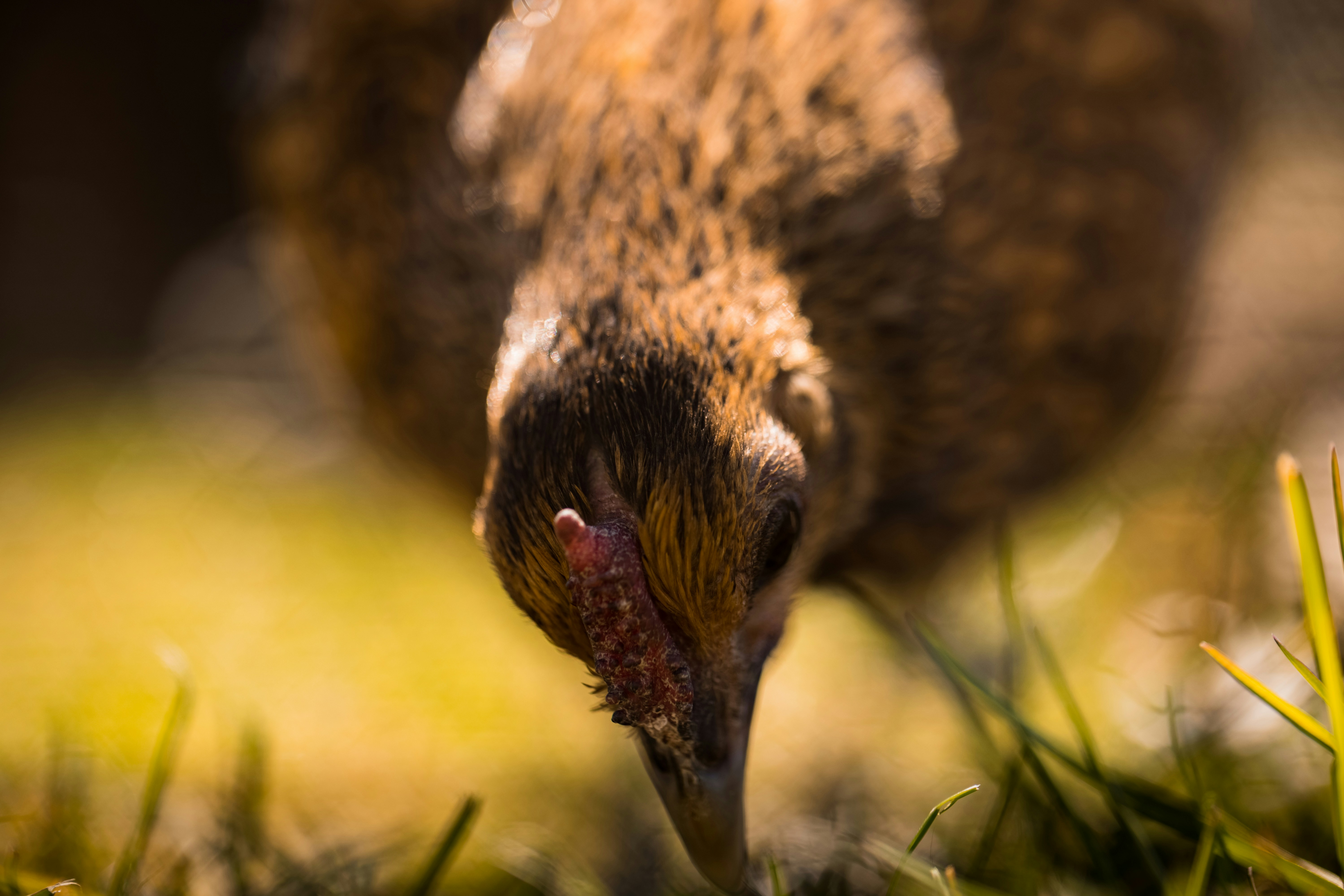 Beak-First in the Grass: Golden Hour Foraging Duck
