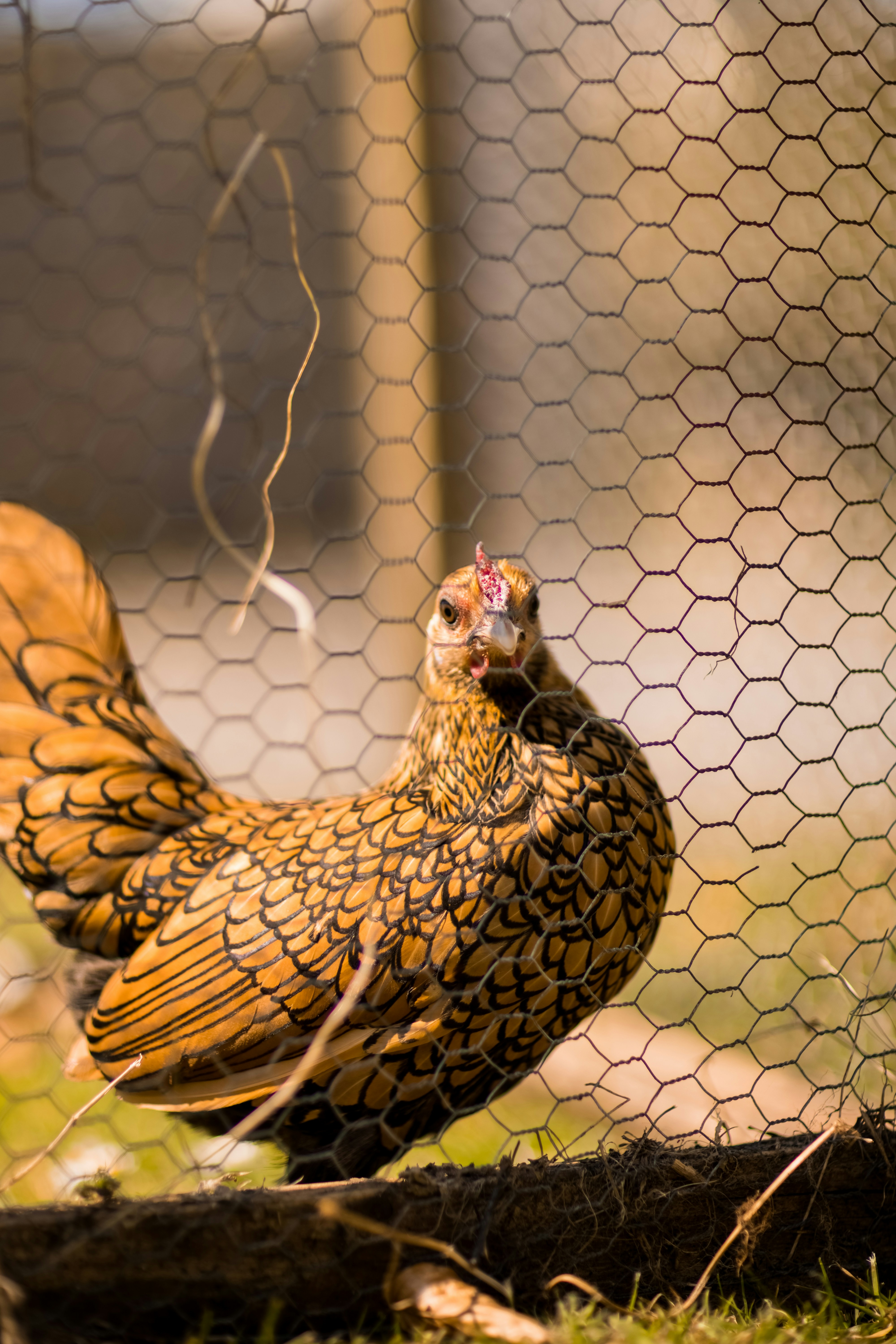Hen in the netting: a close-up of life behind the coop