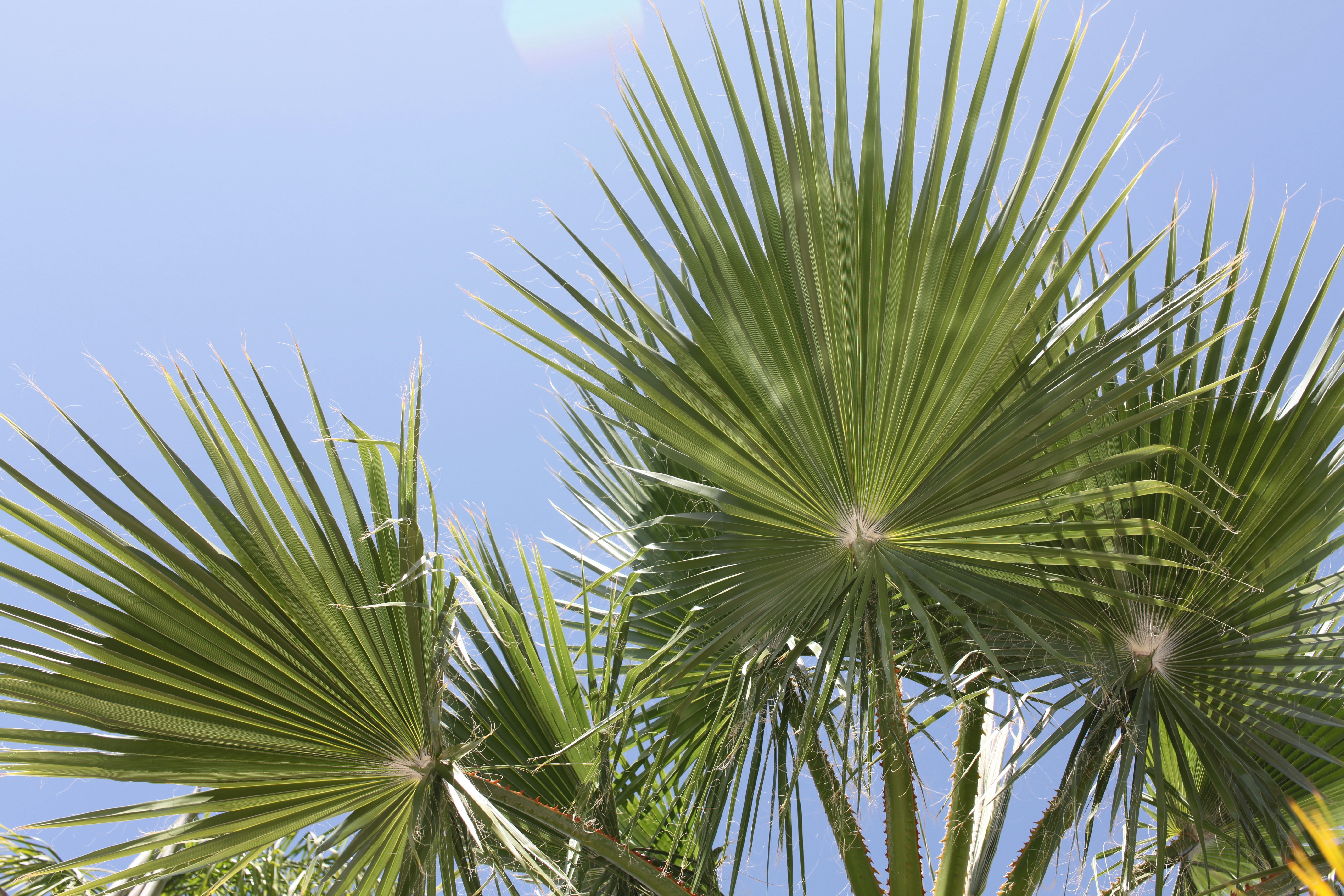 Palm fronds spread wide against a clear blue sky, capturing the essence of a sunny day.