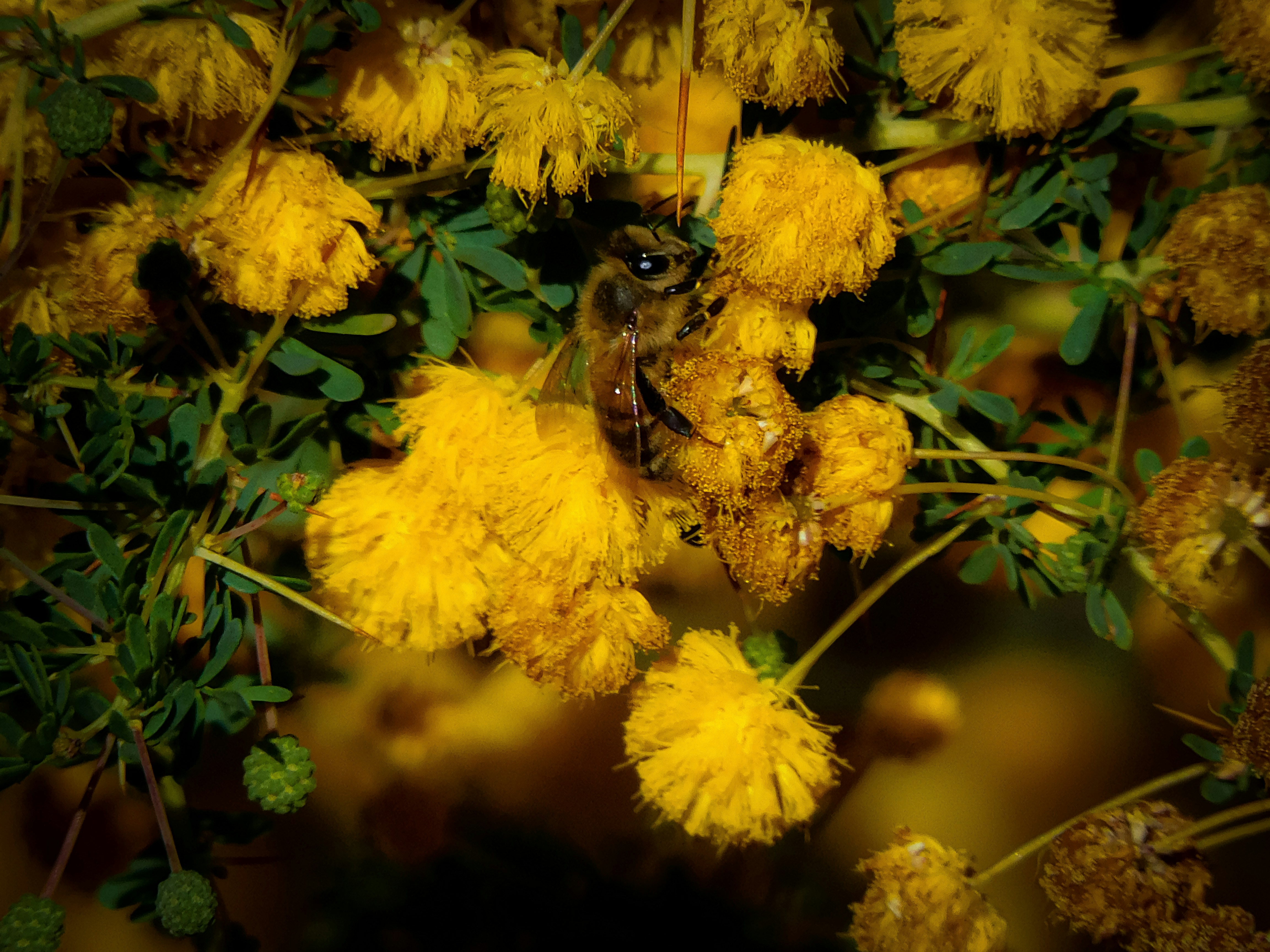 Bee perched on vibrant yellow flowers surrounded by green foliage.