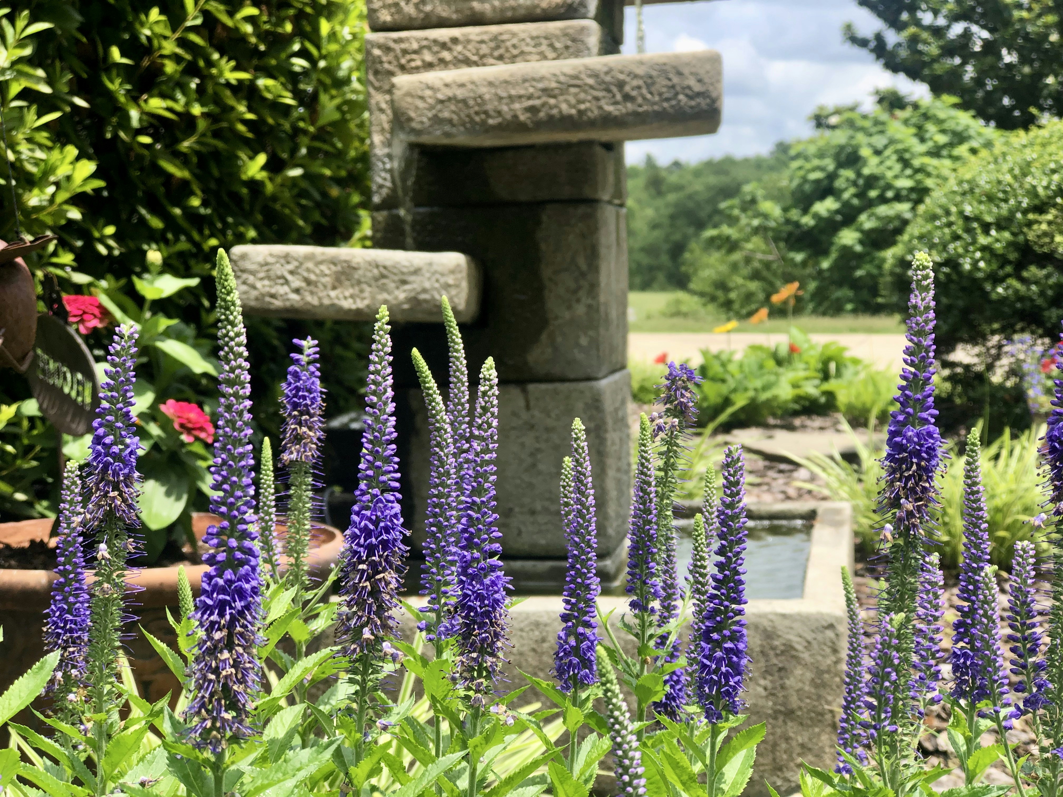 Lavender Spires Framing a Sunlit Stone Fountain