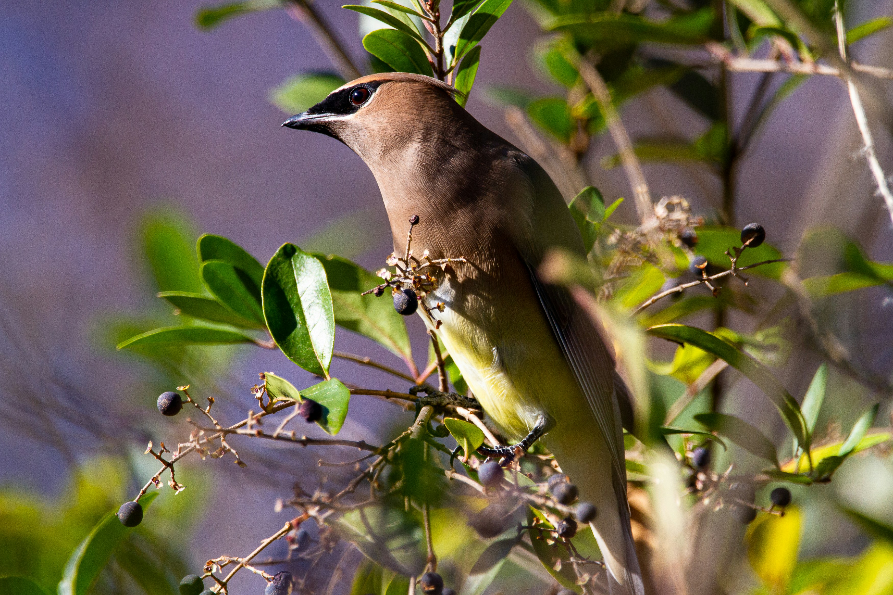 Cedar waxwing perched on a leafy branch, surrounded by berries and vibrant greenery.