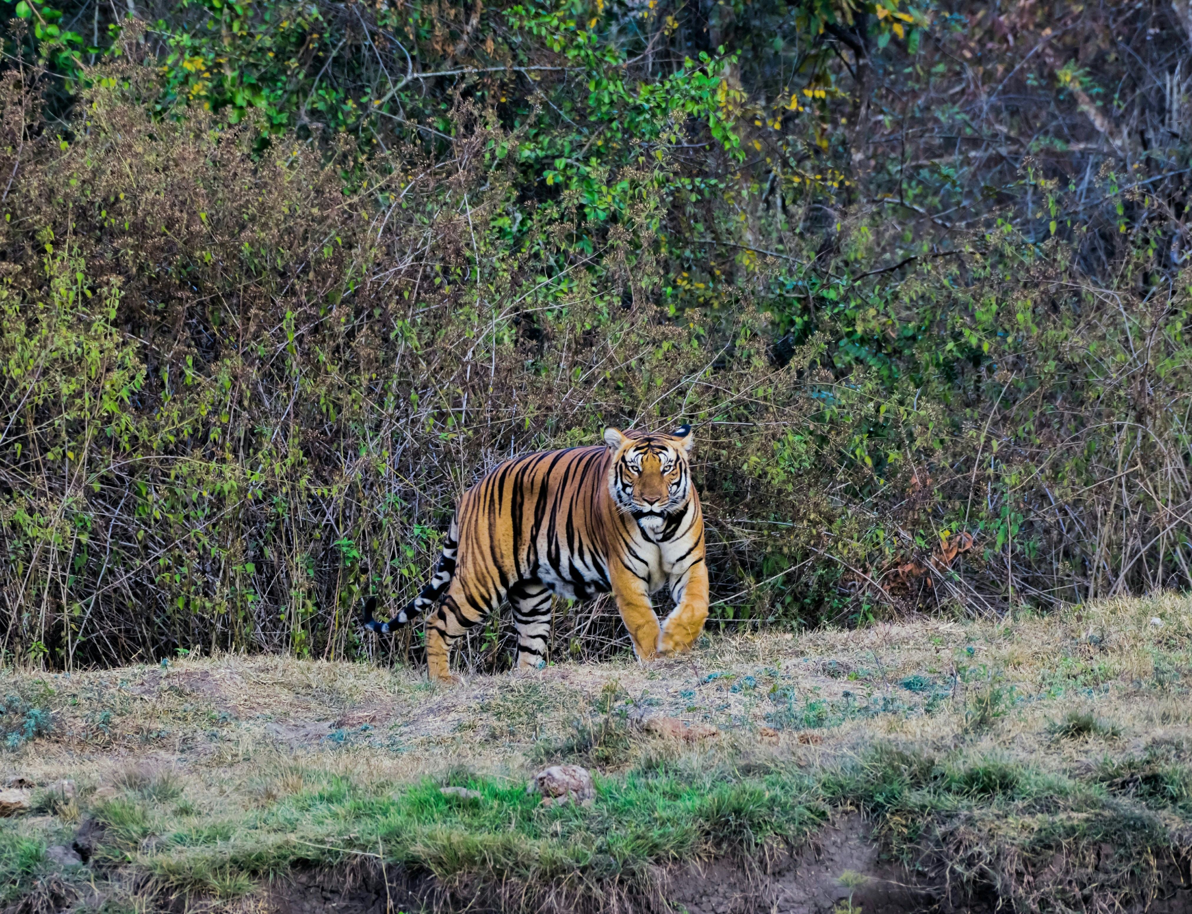 Tiger walking on green grass during daytime photo – Free Animal Image ...
