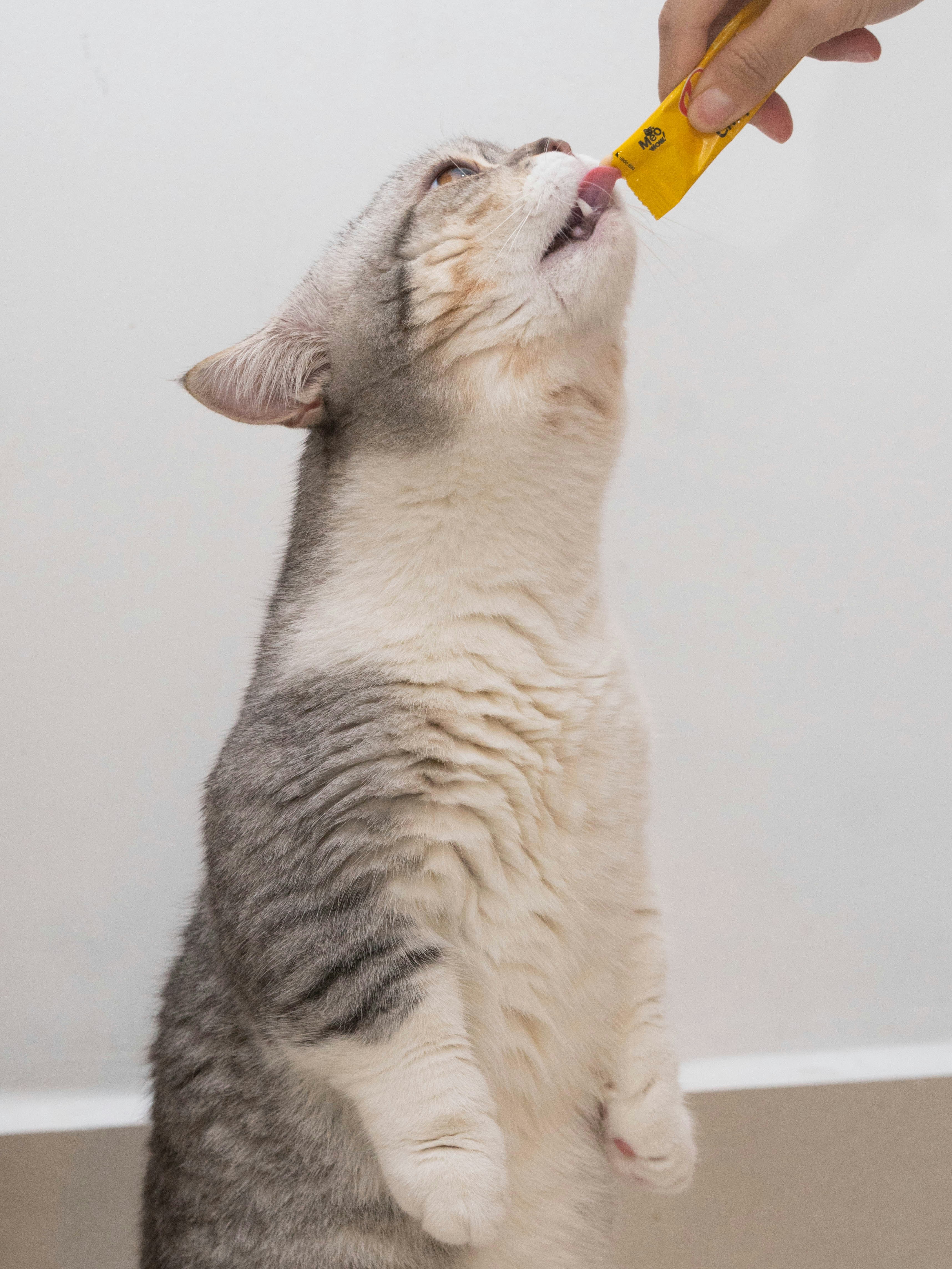 A Tiny Tug-of-Taste: Cat Reaches for a Snack
