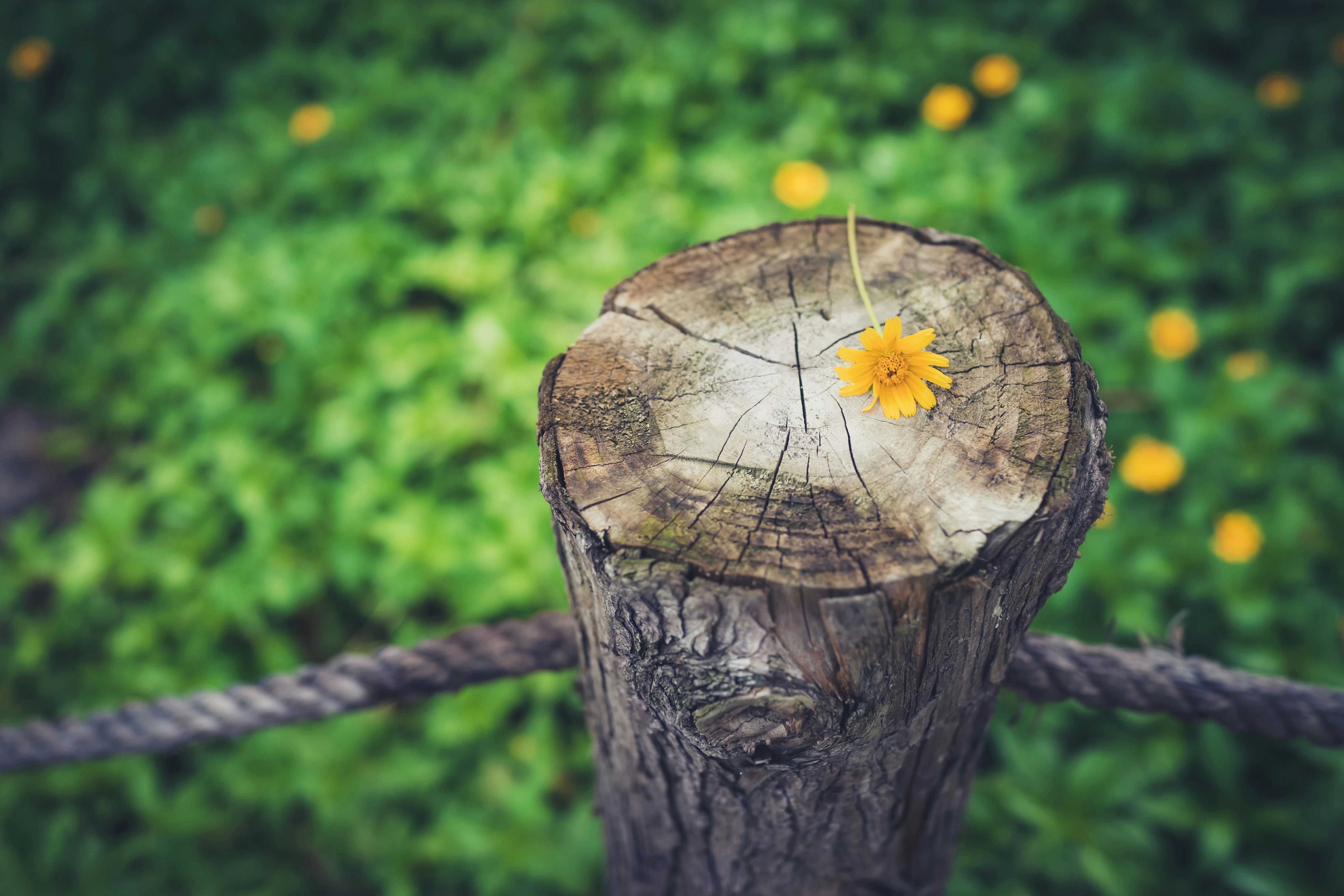 Brown wooden log with yellow flower photo – Free Green Image on Unsplash