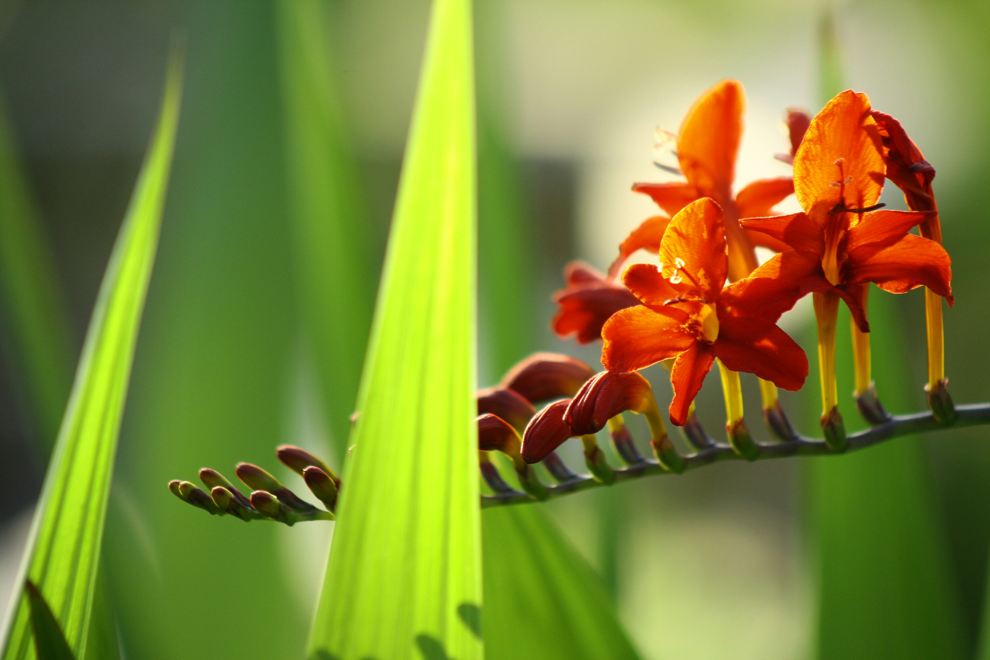 Bright orange orchids bloom amidst lush green leaves, showcasing a vibrant contrast in a natural setting.