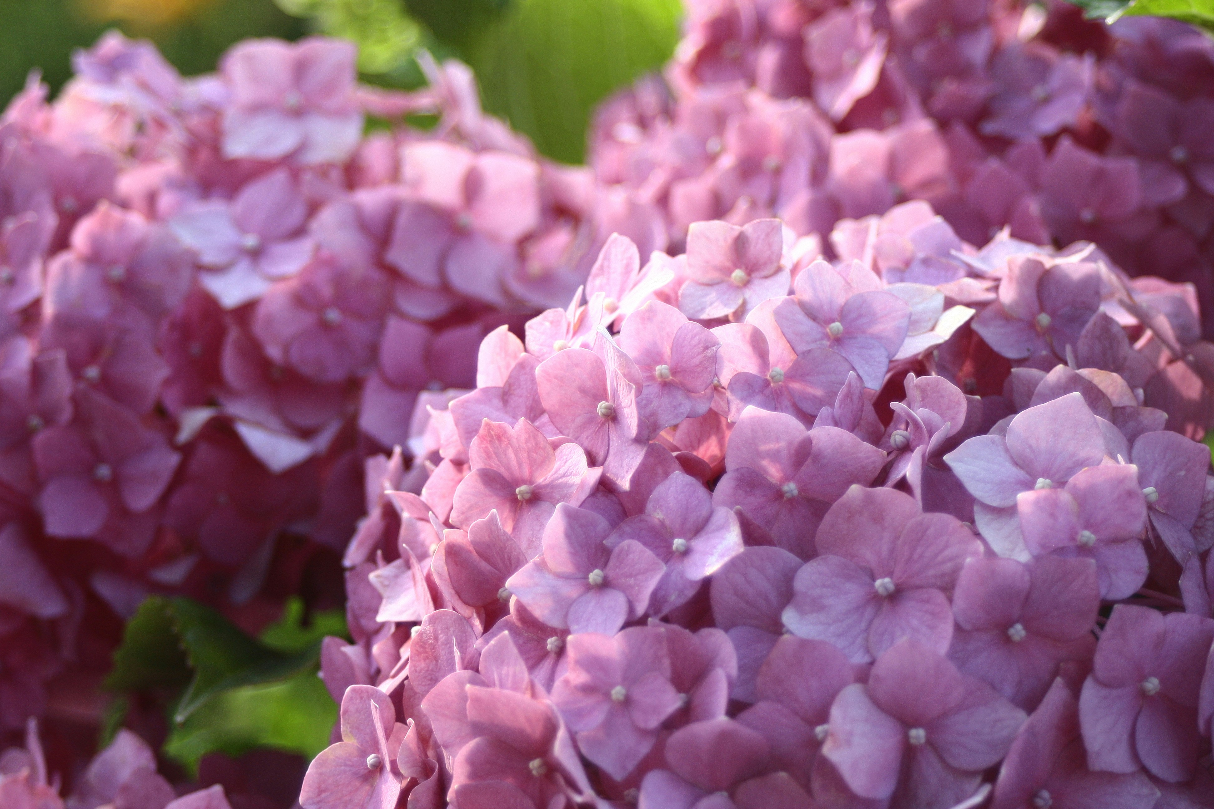Petal Quilt: Close-Up of Pink Hydrangea Clusters