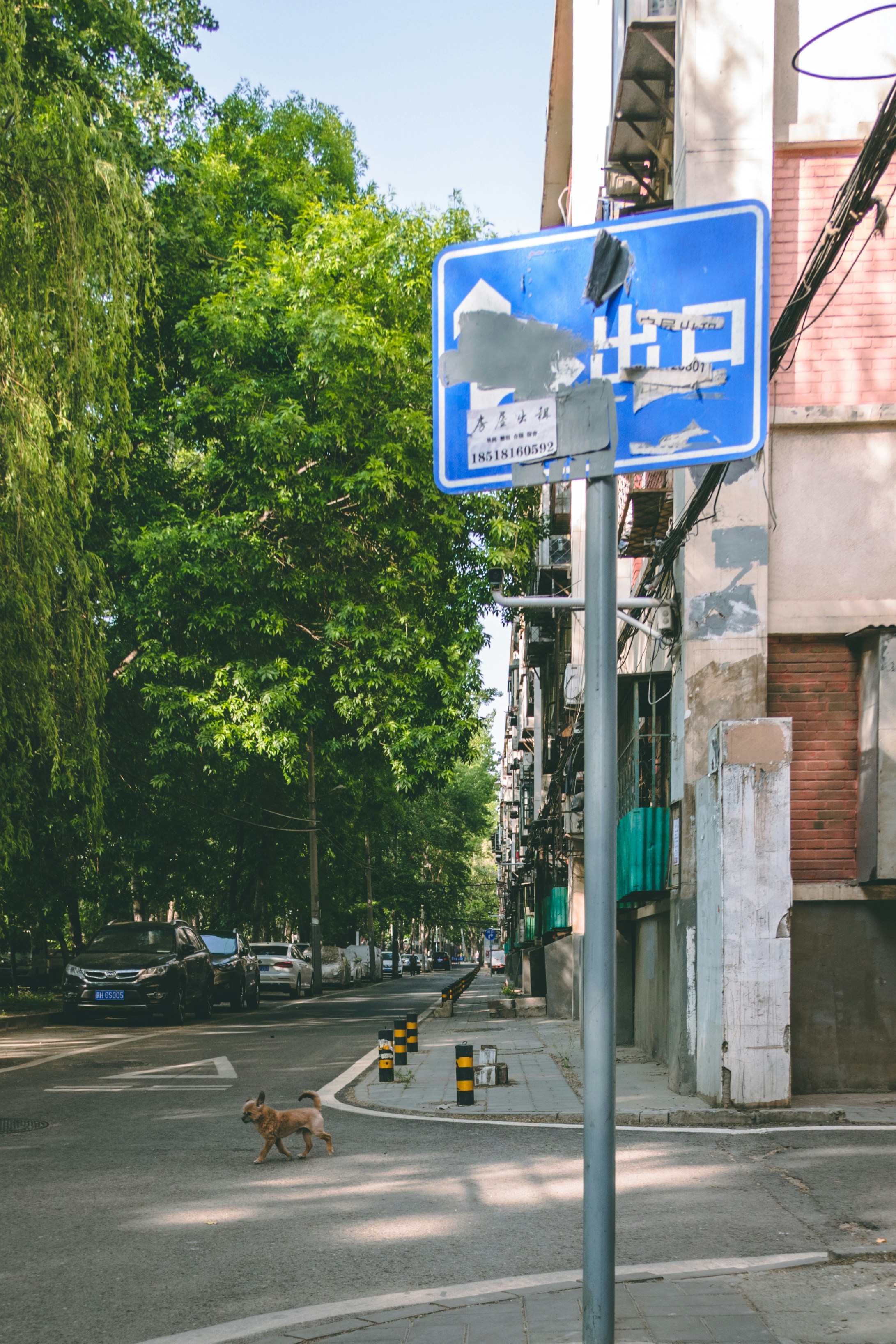 Quiet Street Cadence: A Dog Crossing Amid Urban Greys