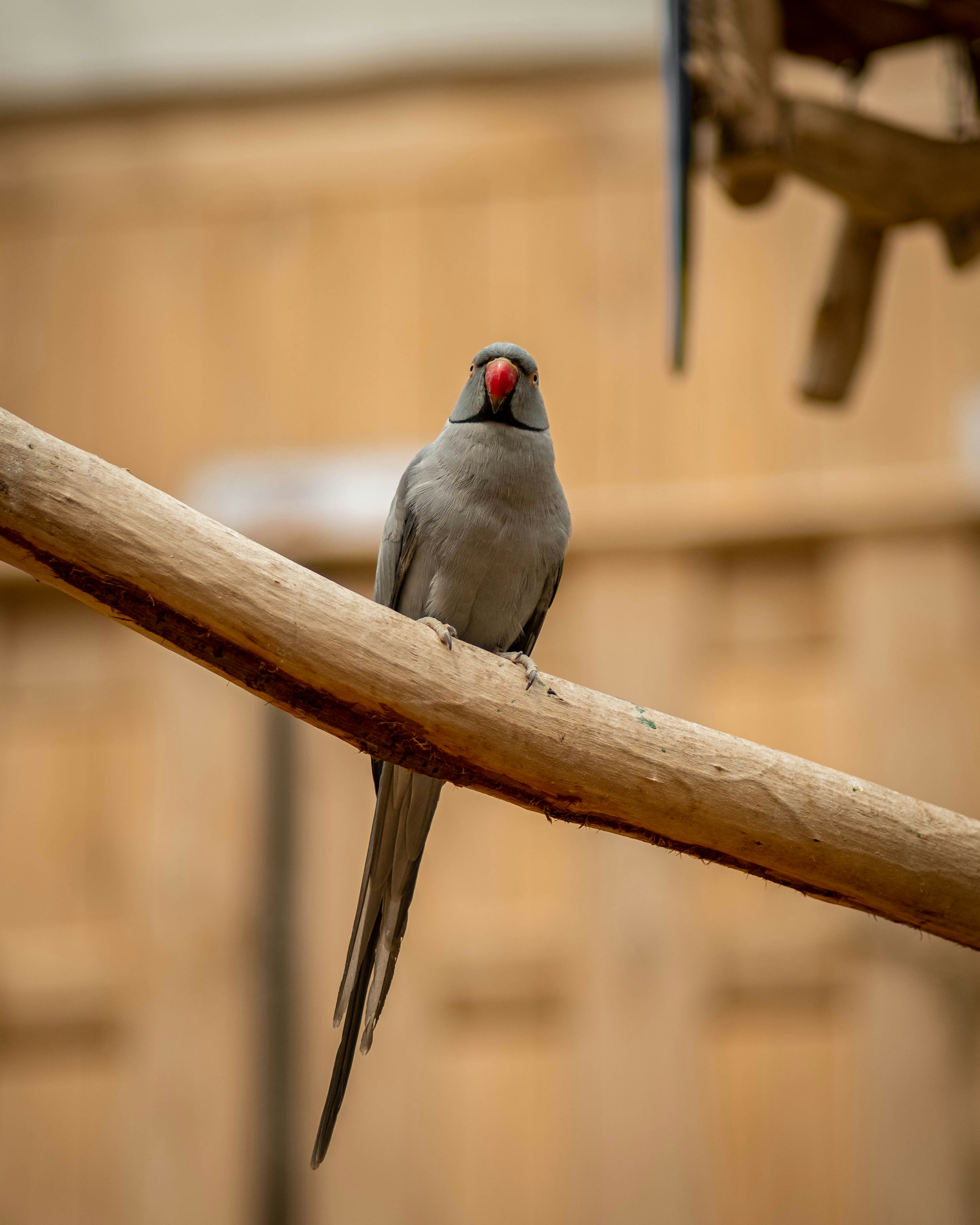 Red Beak, Grey Silhouette: Quiet Perch in Warm Light