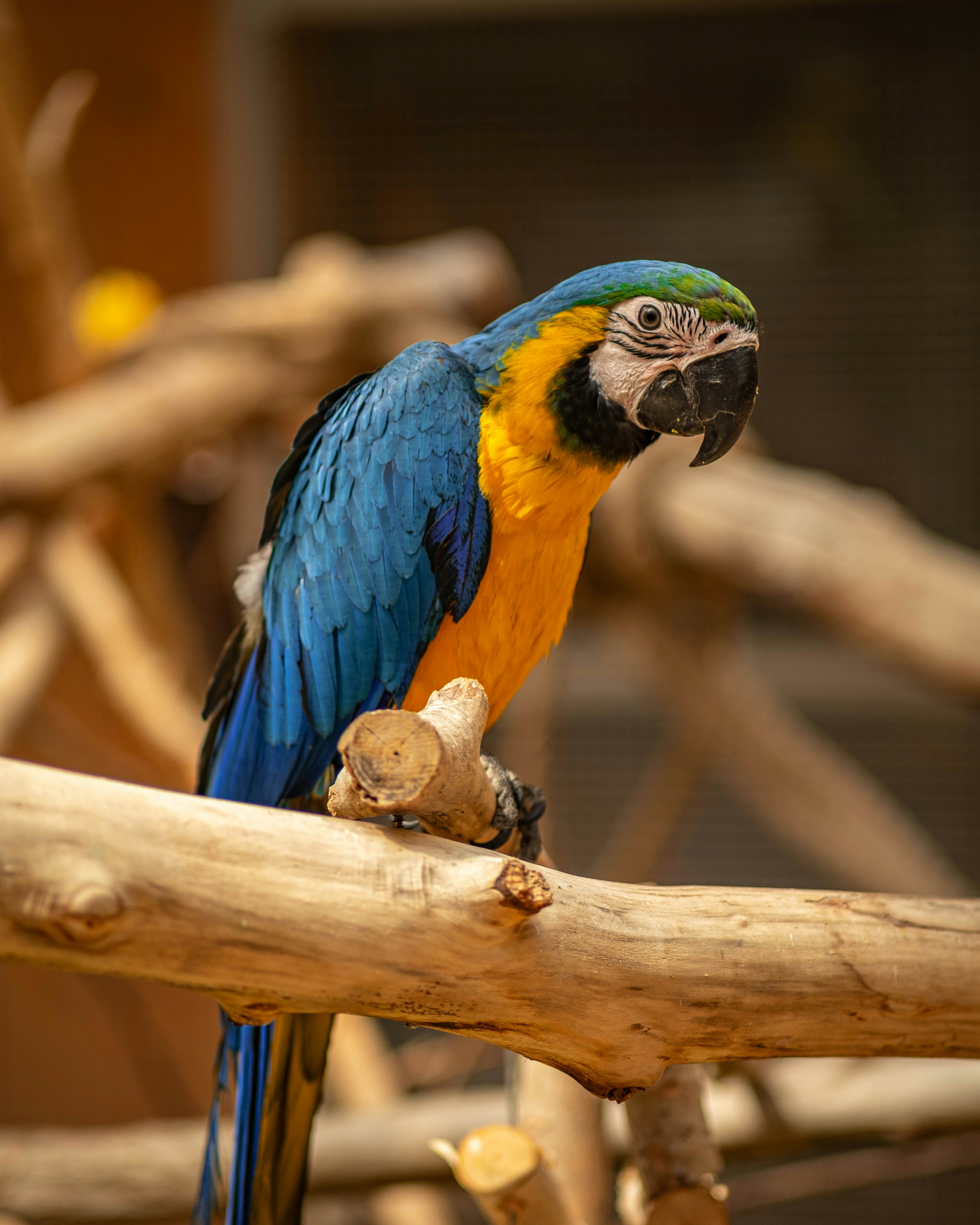 blue yellow and green parrot on brown tree branch