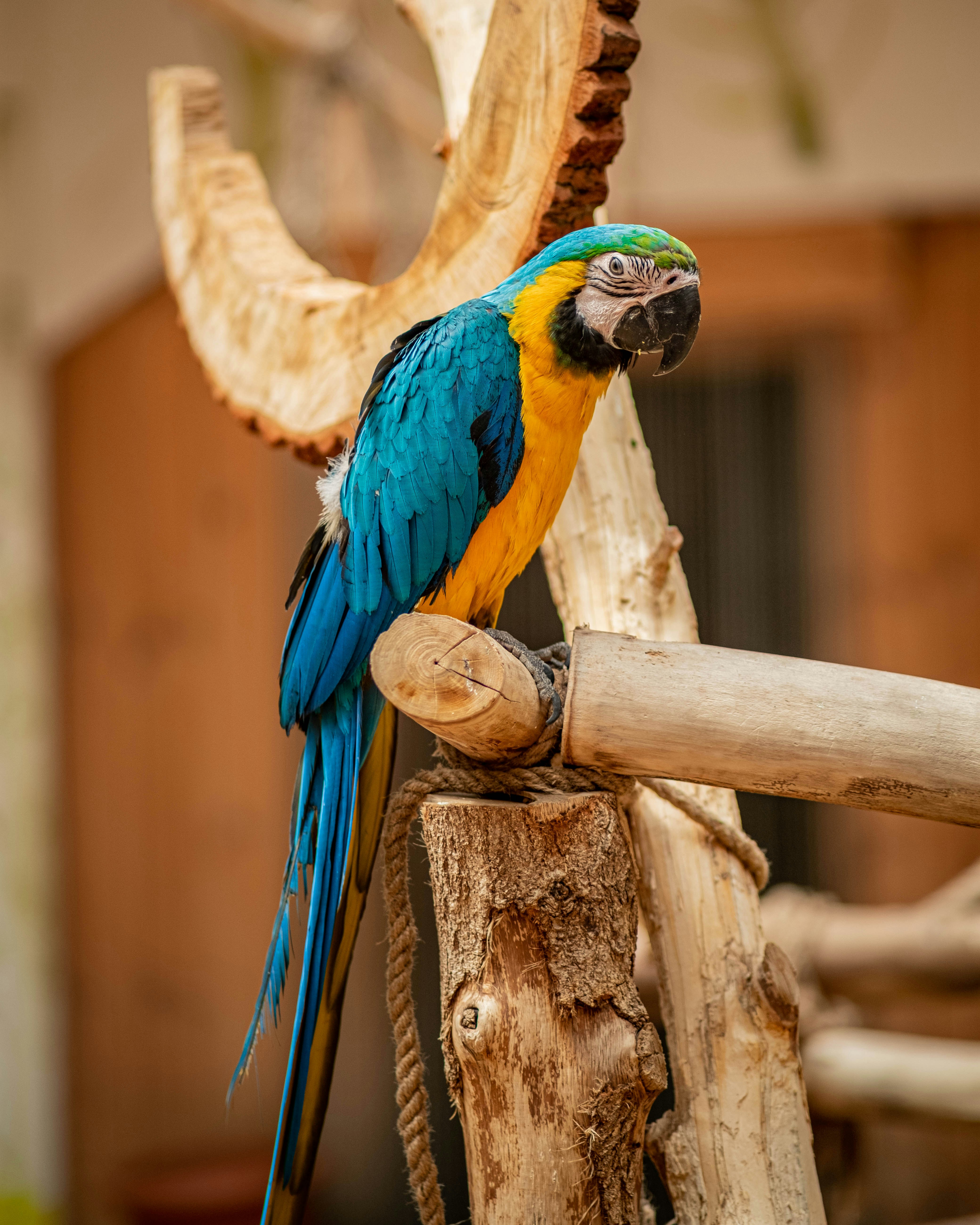blue and yellow macaw on brown wooden stick