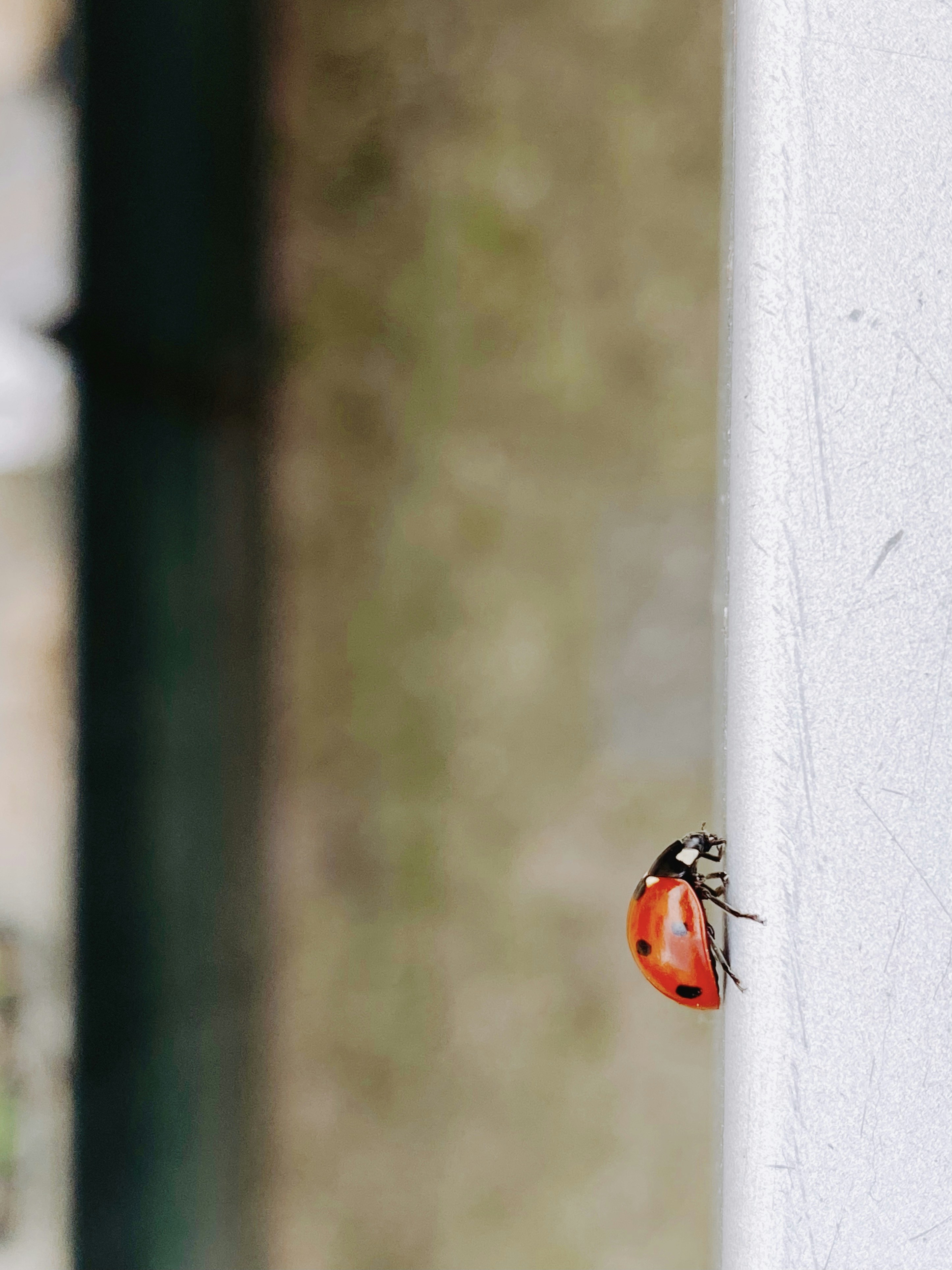 Black and orange ladybug on white concrete wall during daytime photo ...