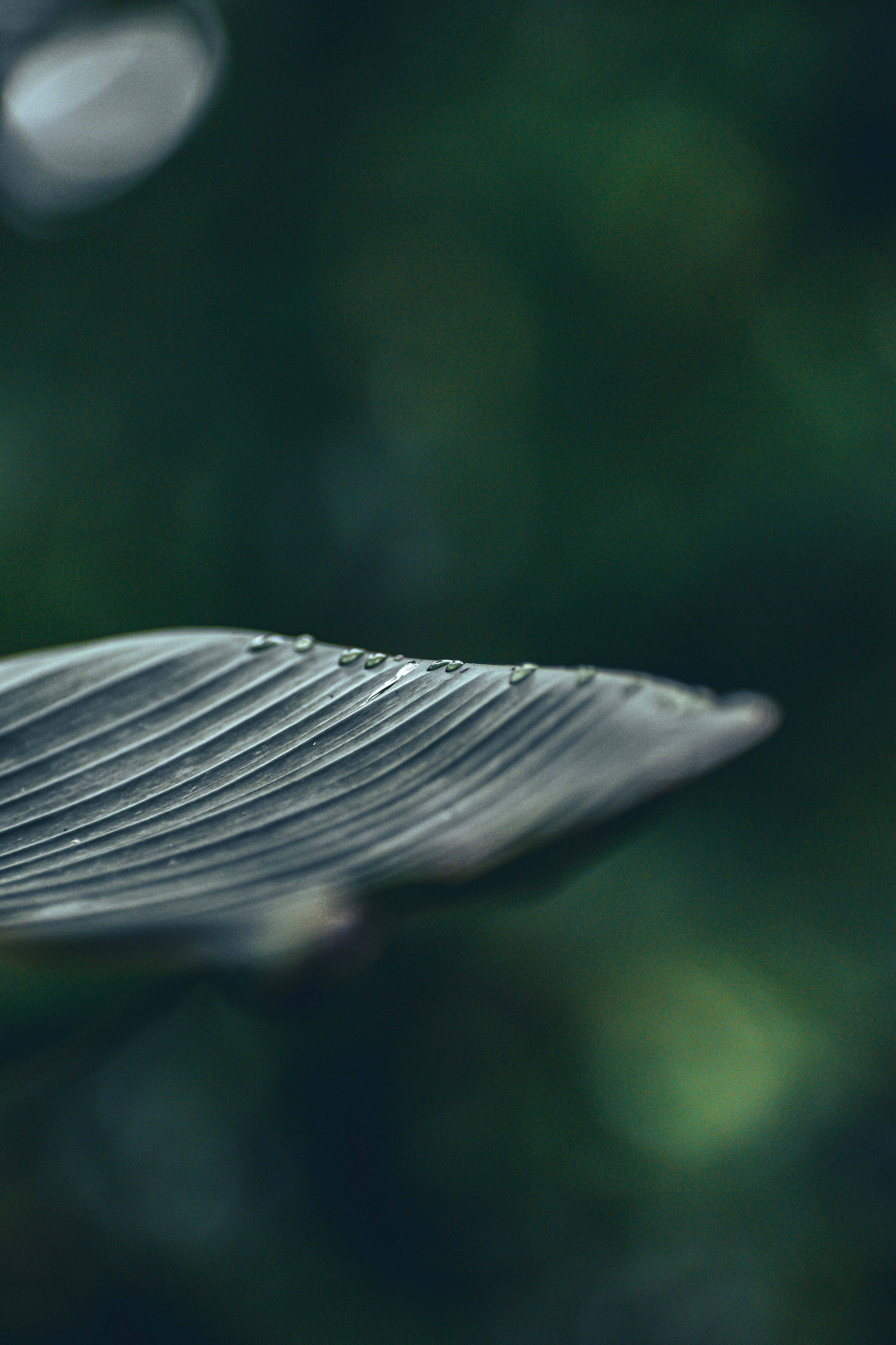 Close-up of a leaf with droplets of water resting on its textured surface, set against a softly blurred green background.