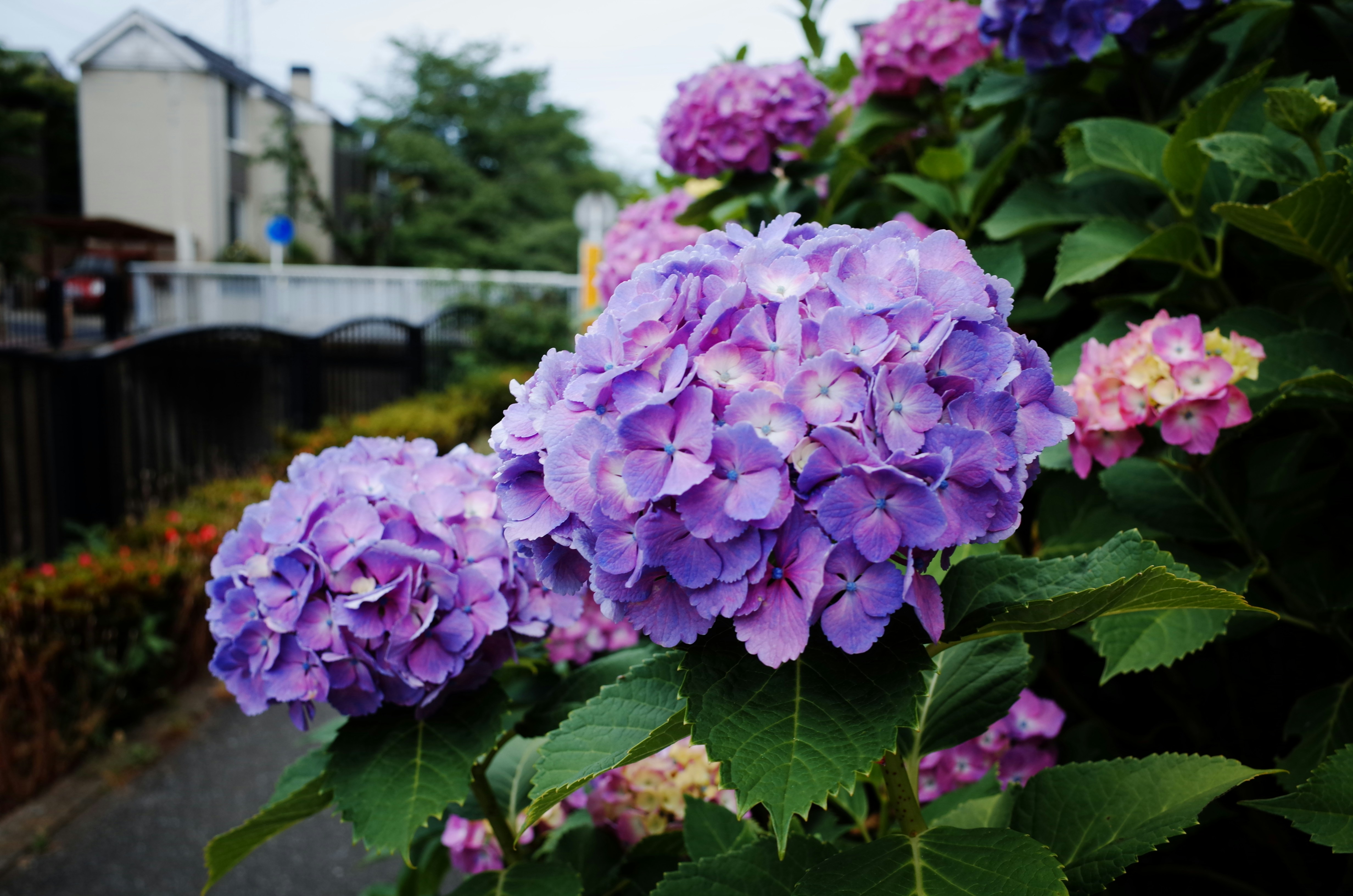 Lavender Hydrangea Cluster Framed by a Riverside Bridge