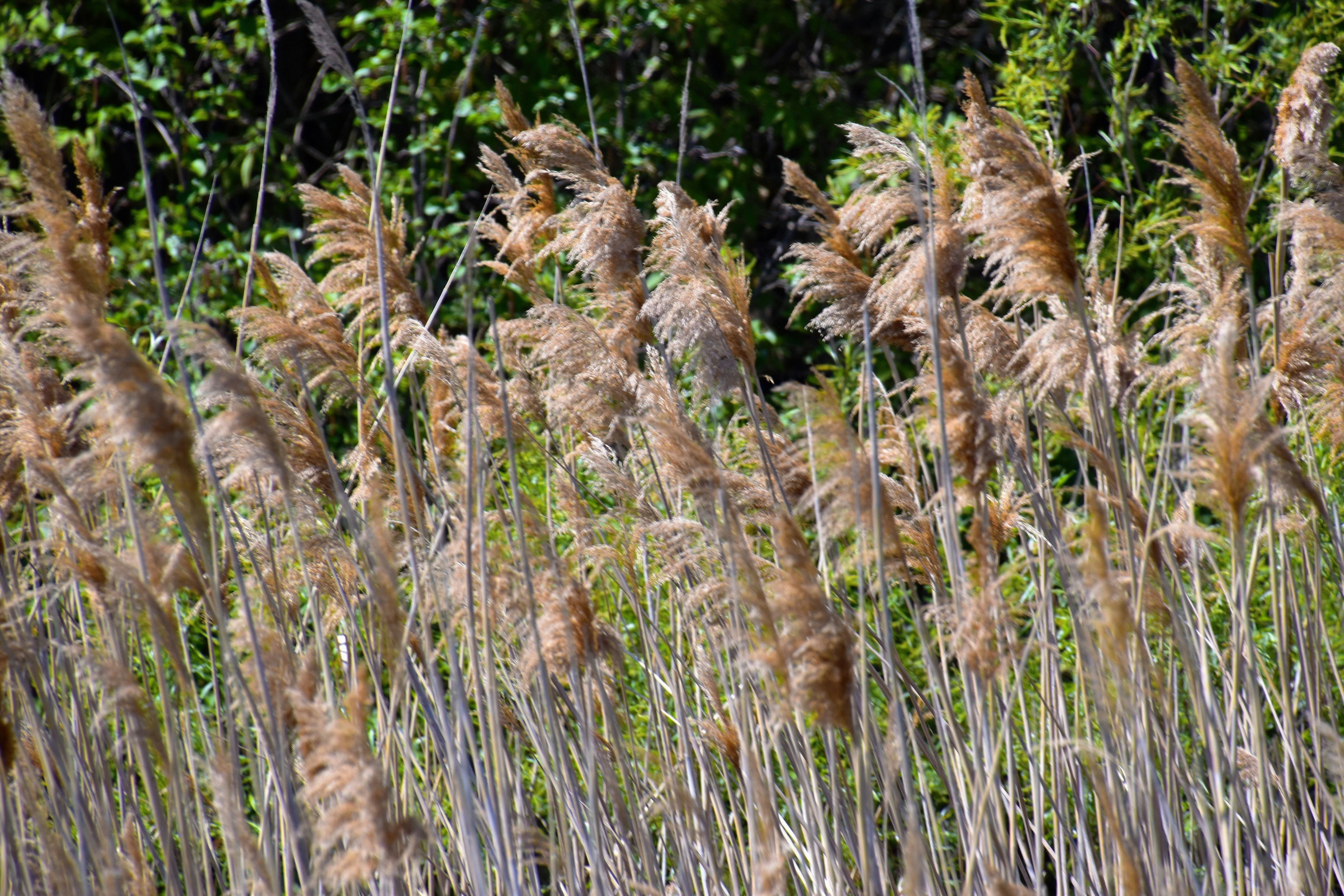 Sunlit Panicles: Pampas Grass in a Quiet Meadow