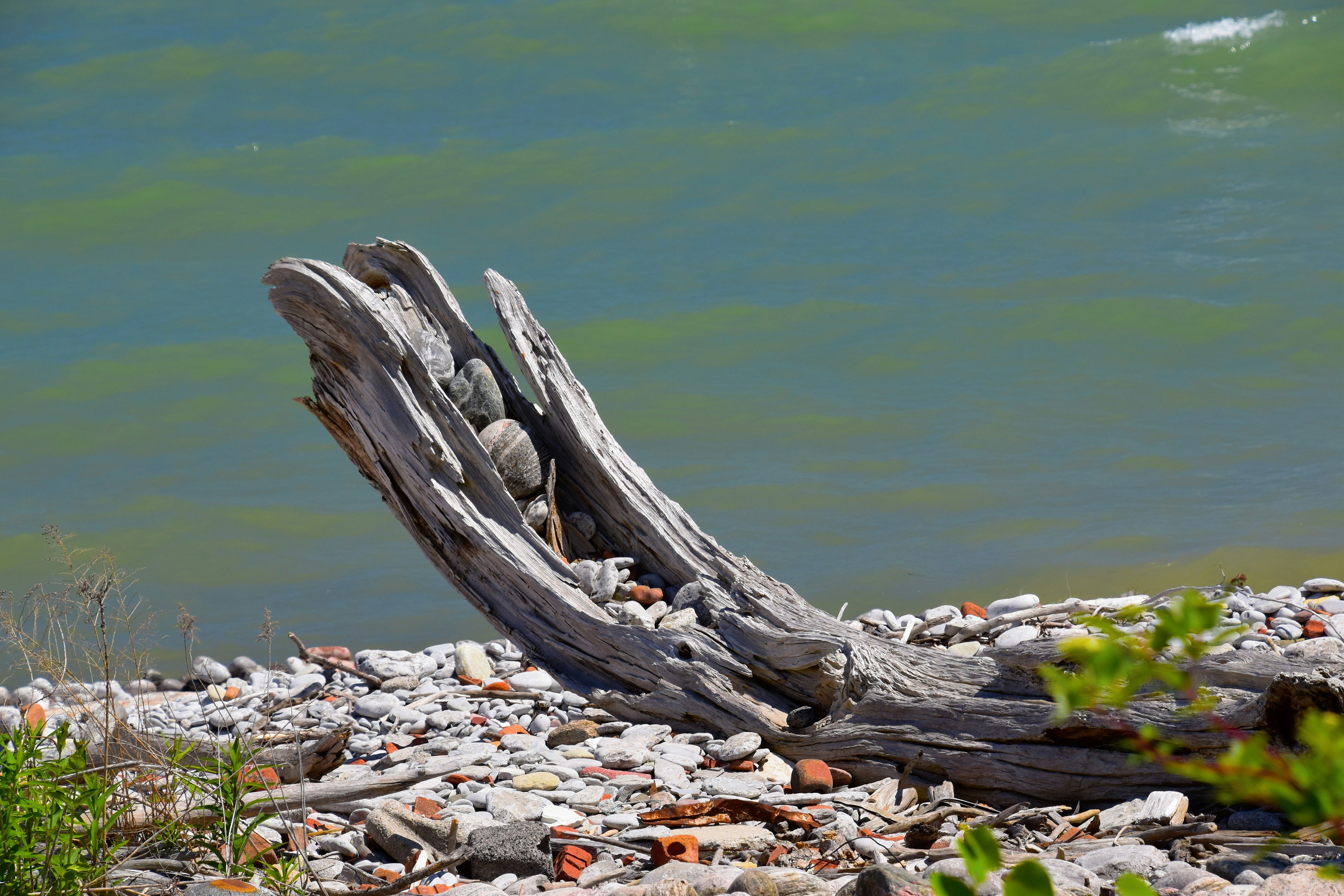 Driftwood Monolith Rising from a Pebble Beach toward a Calm Lake