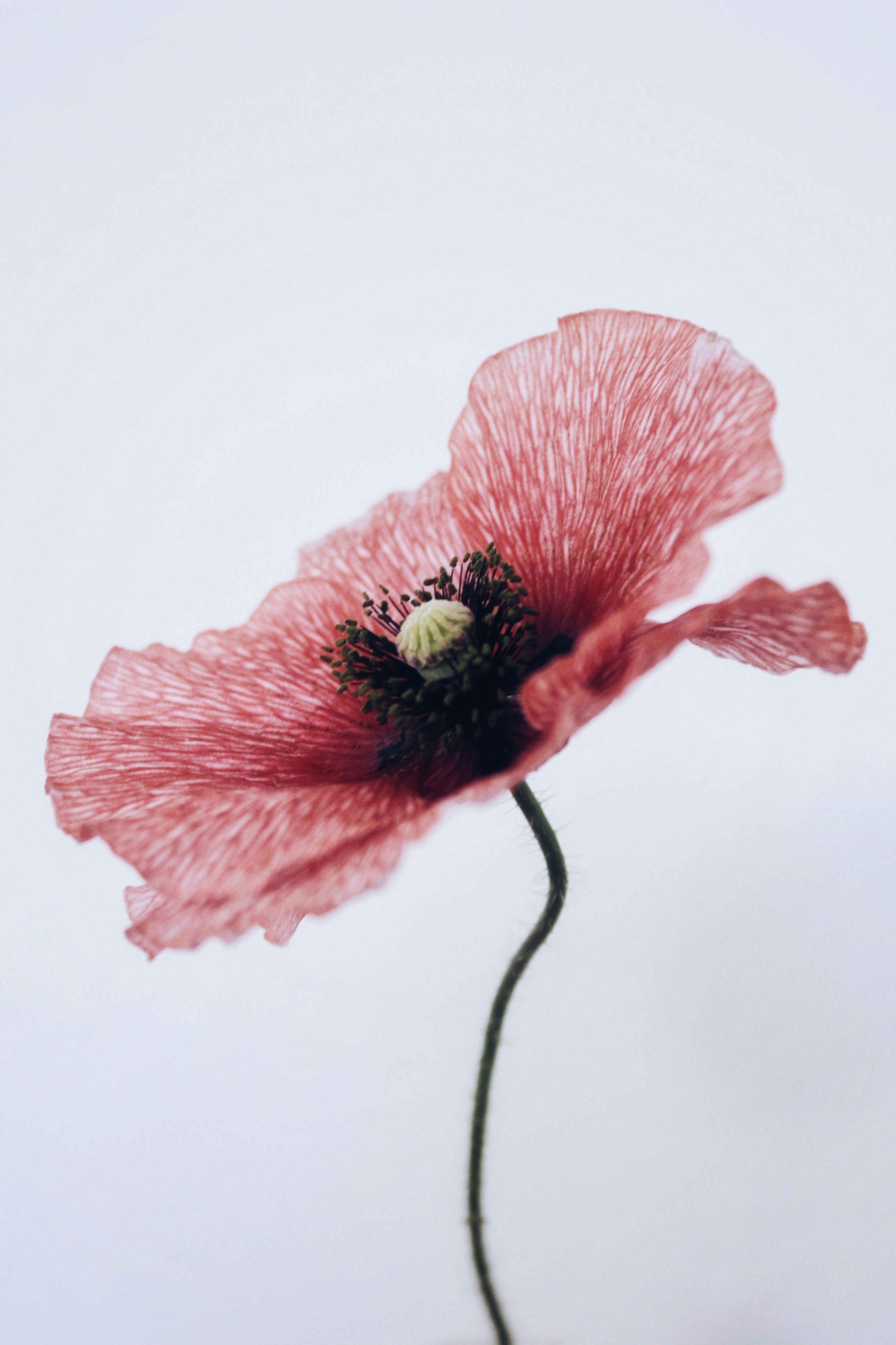 500+ Poppy Pictures [HD] | Download Free Images on Unsplash
